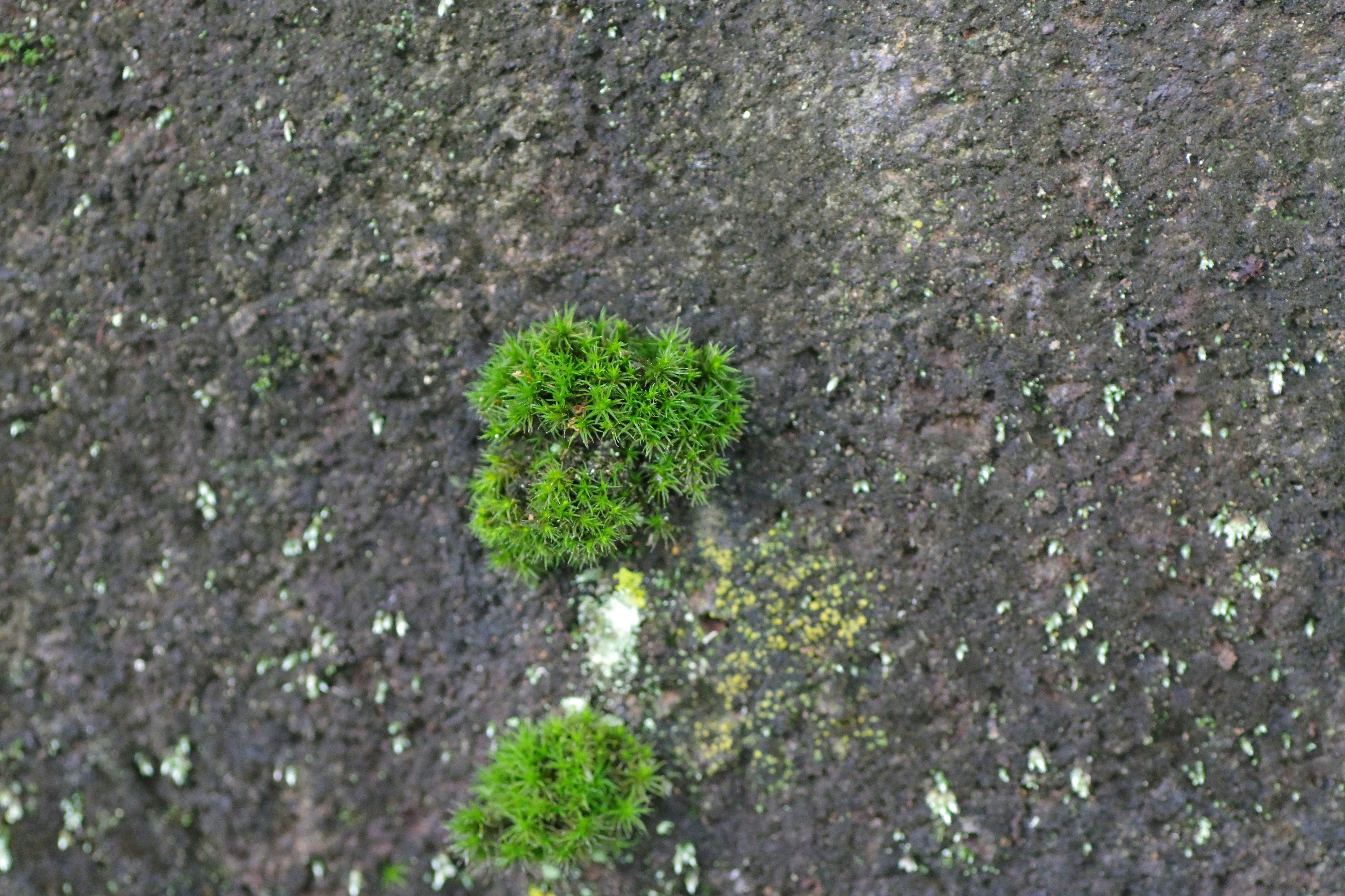 Twin emerald moss cushions on weathered rock