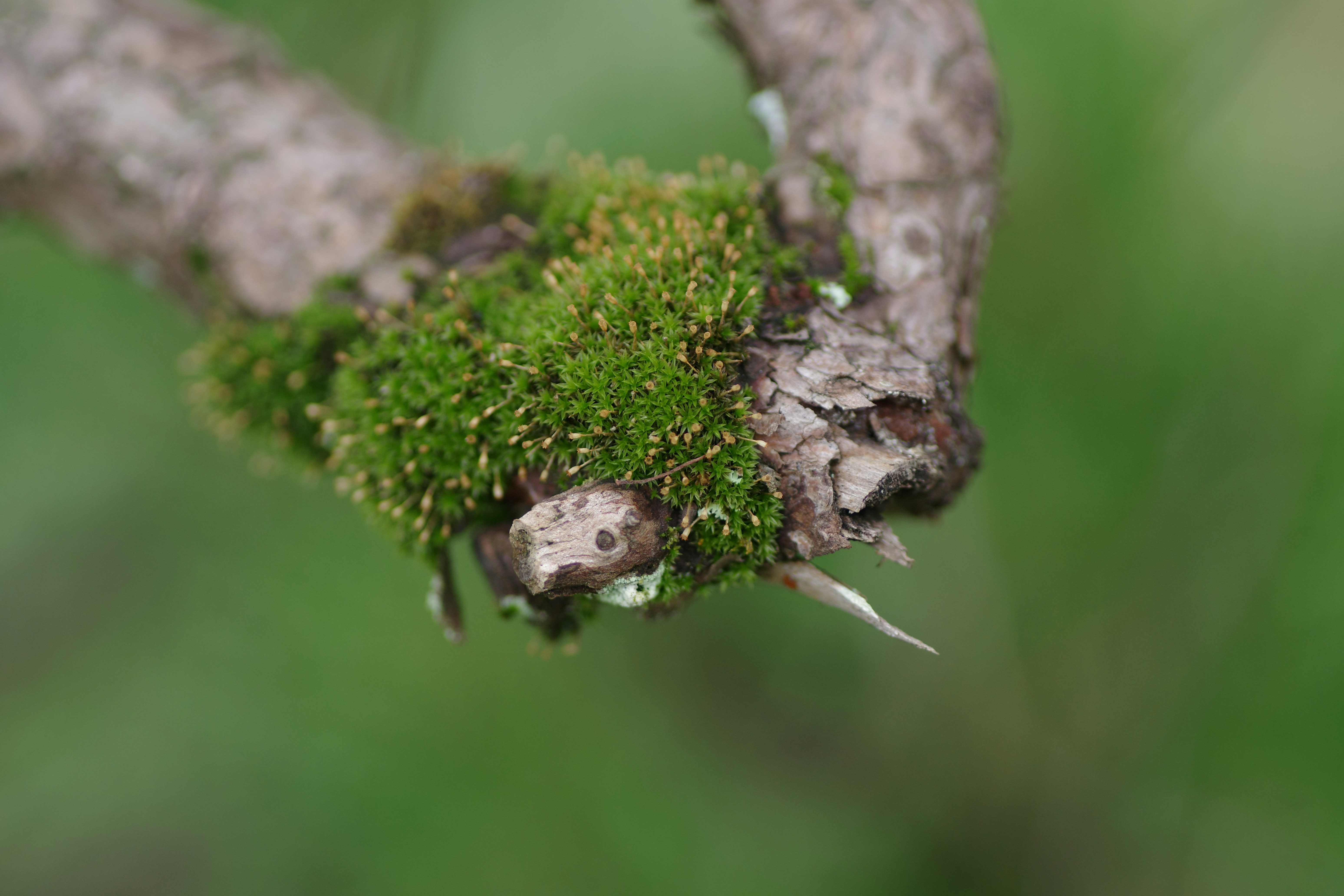 Verdant Microhabitat: Moss Clings to a Weathered Branch
