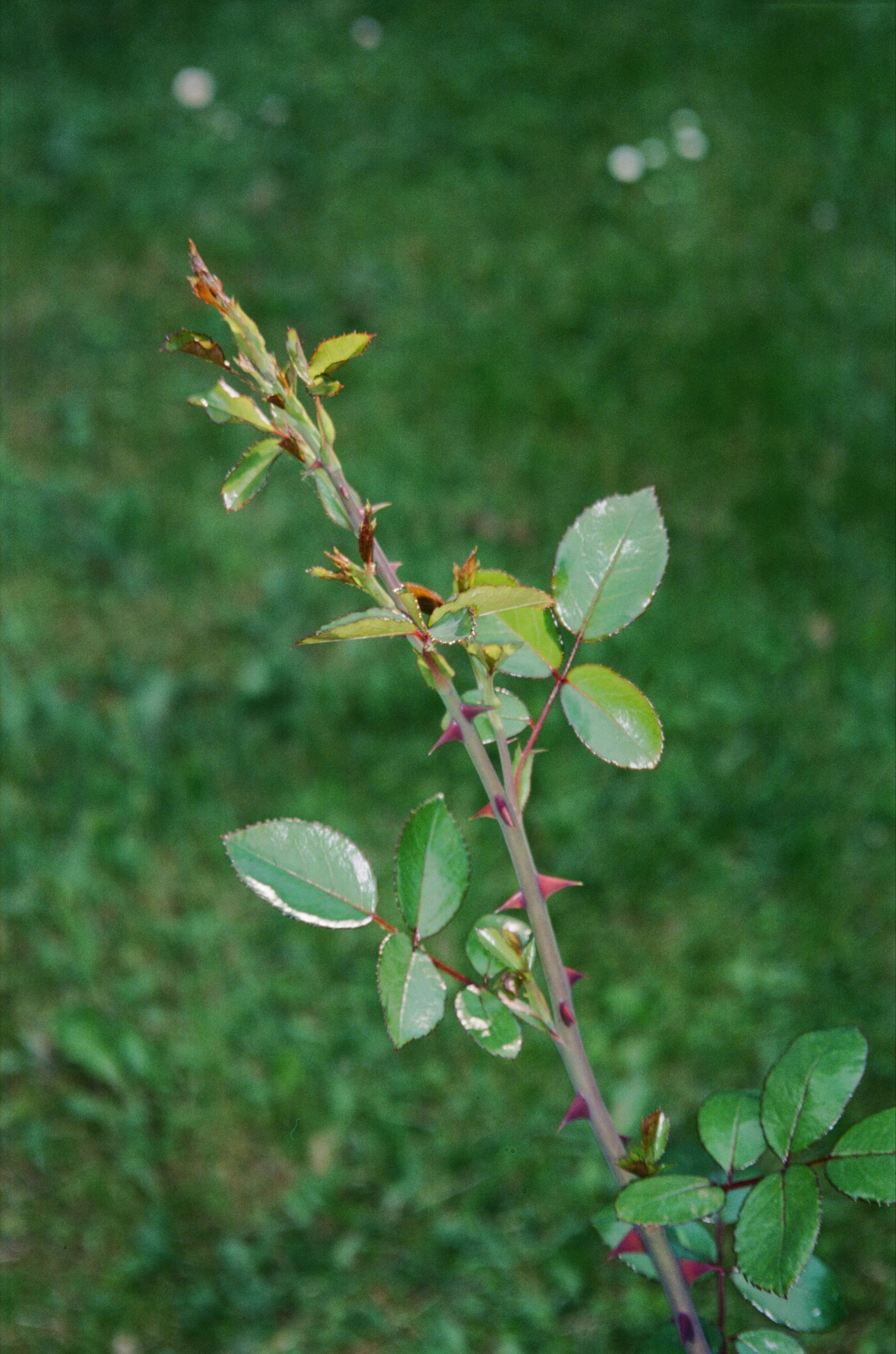 Rose Thorns Pictures | Download Free Images on Unsplash