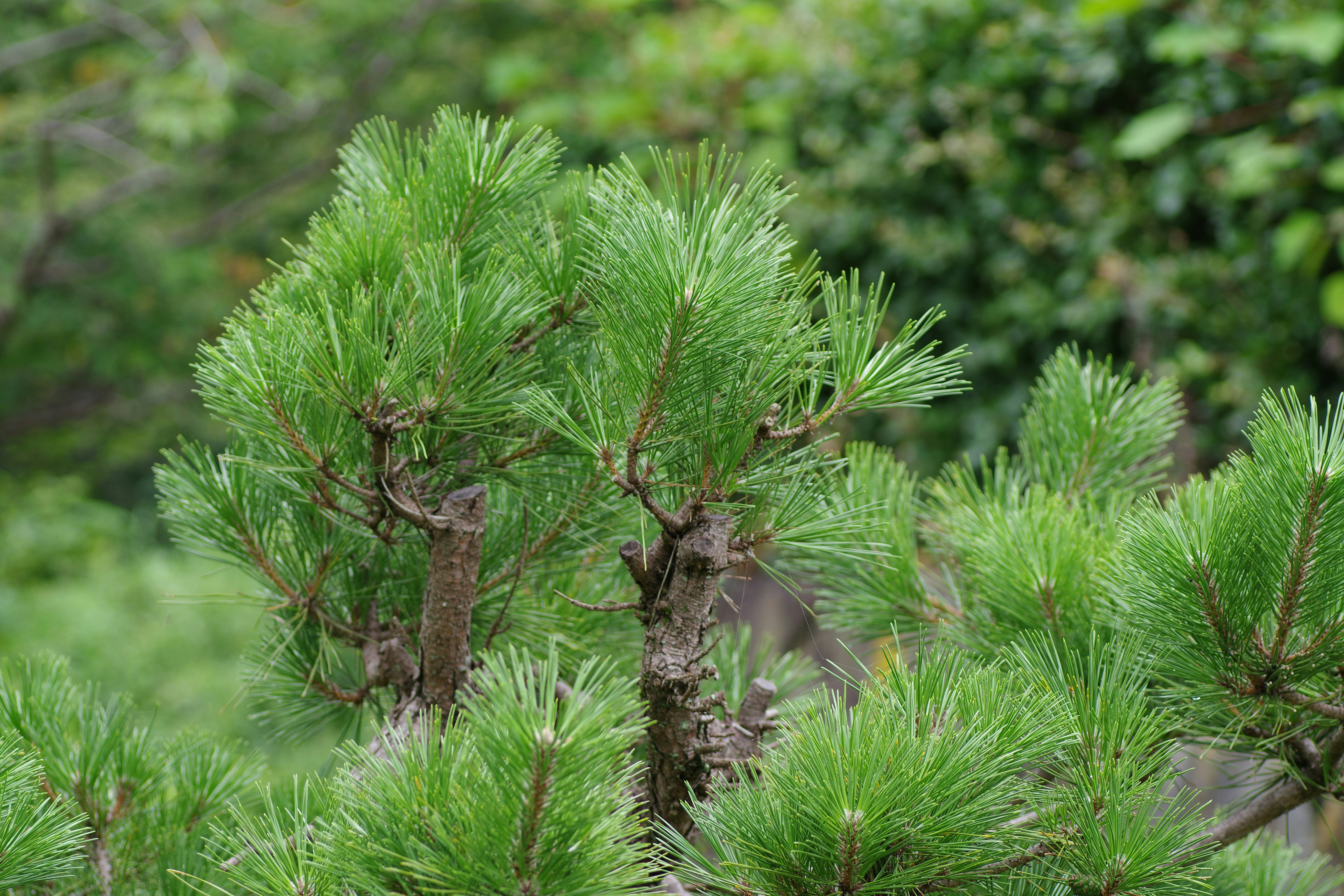 Verdant Pine Crown: A Close-Up of Emerald Needles