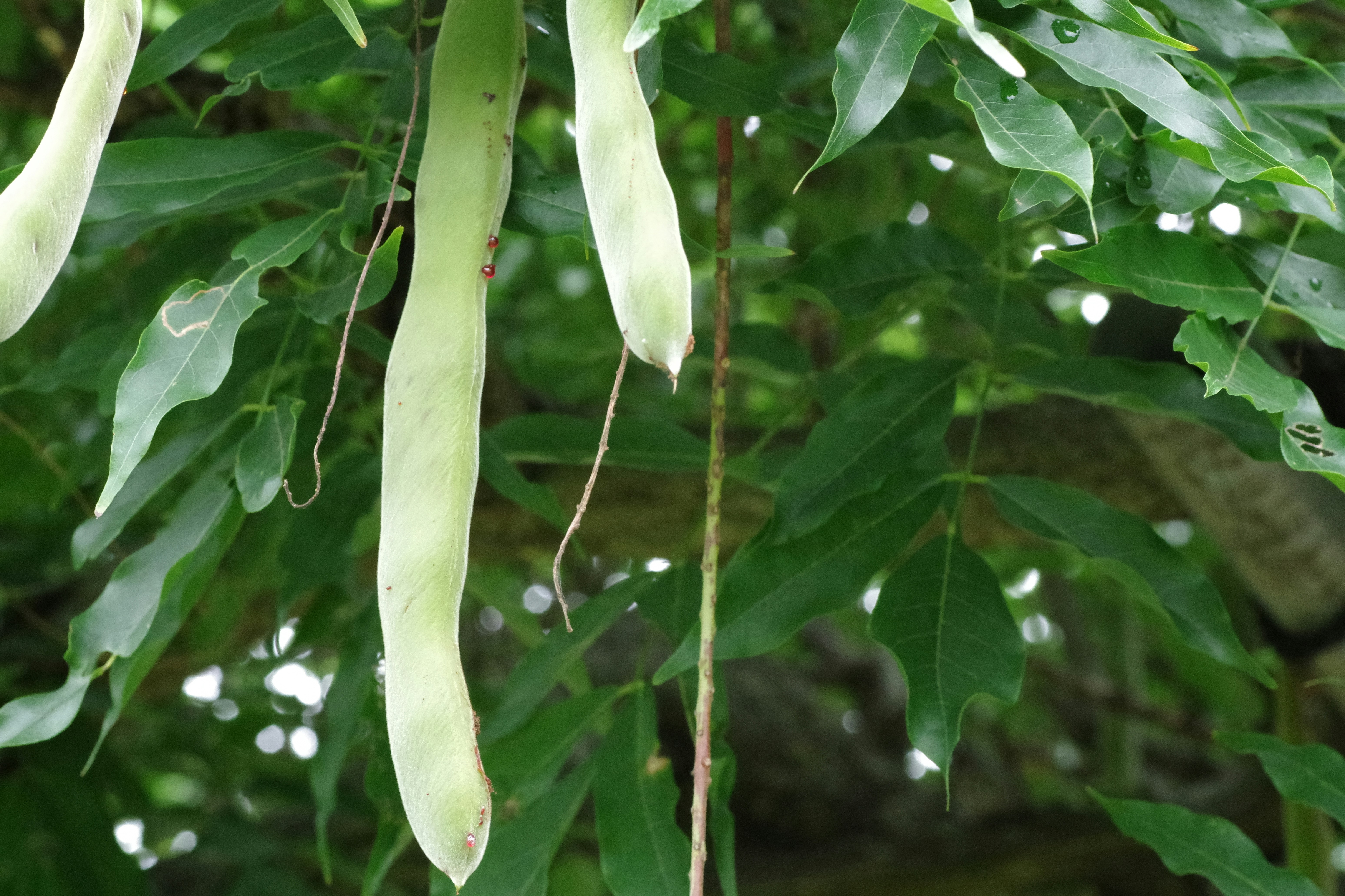 A bunch of beans hanging from a tree photo – Free Food Image on Unsplash