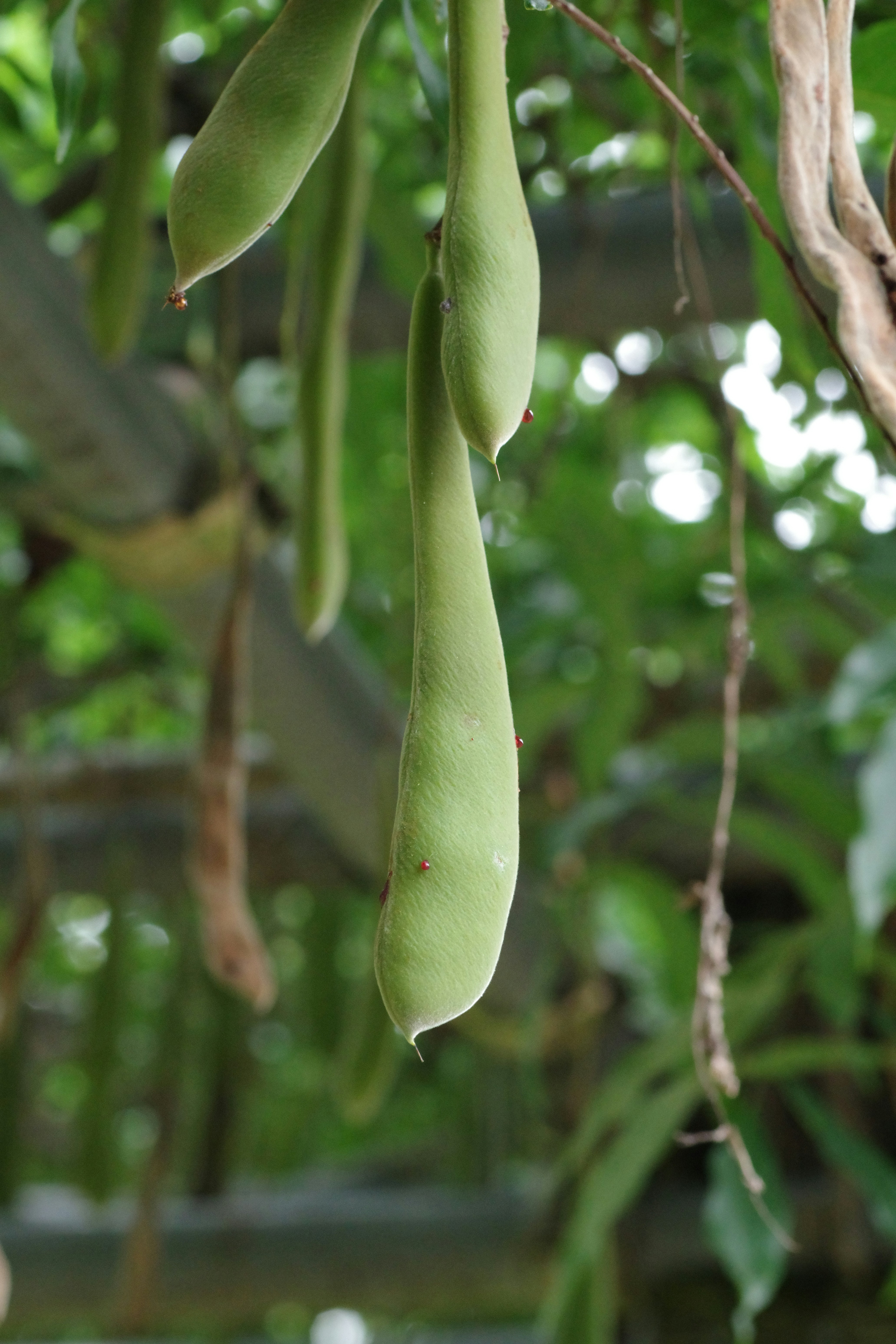 Emerald Pods in a Sunlit Greenhouse: A Close-Up of Quiet Plant Architecture