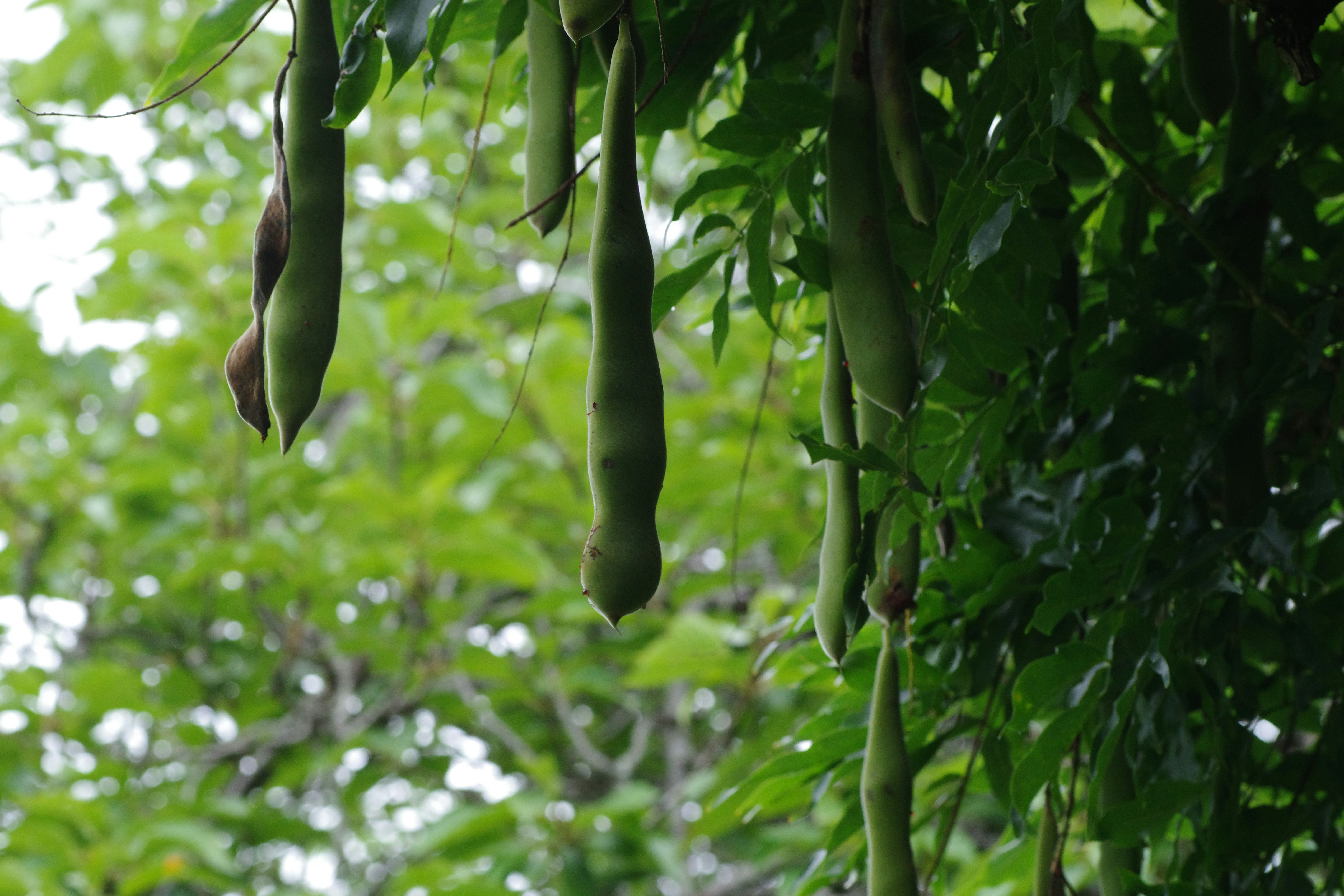 A bunch of green beans hanging from a tree photo – Free 噴水 Image on ...