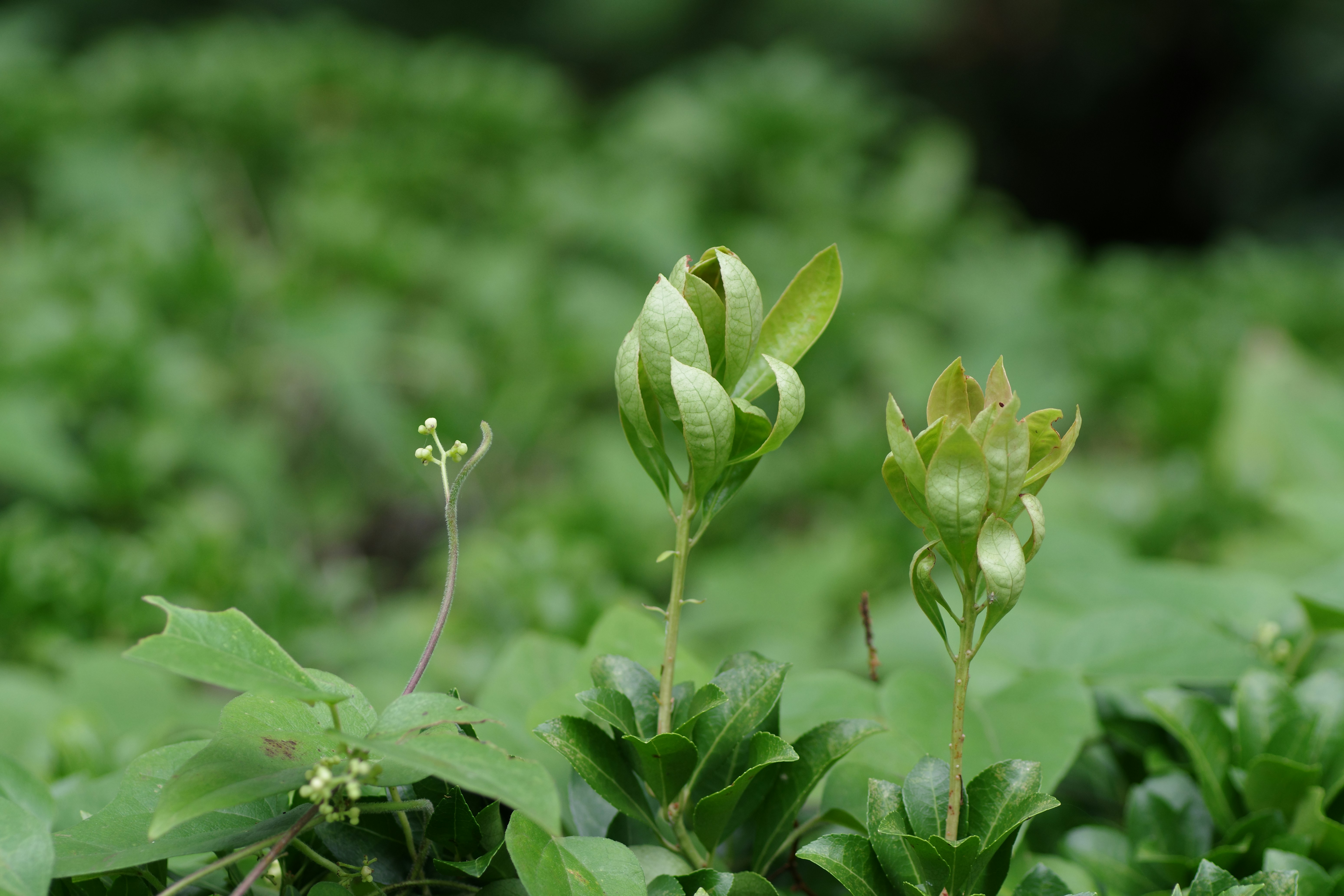 Tender Sprout Reaching Through a Sea of Green
