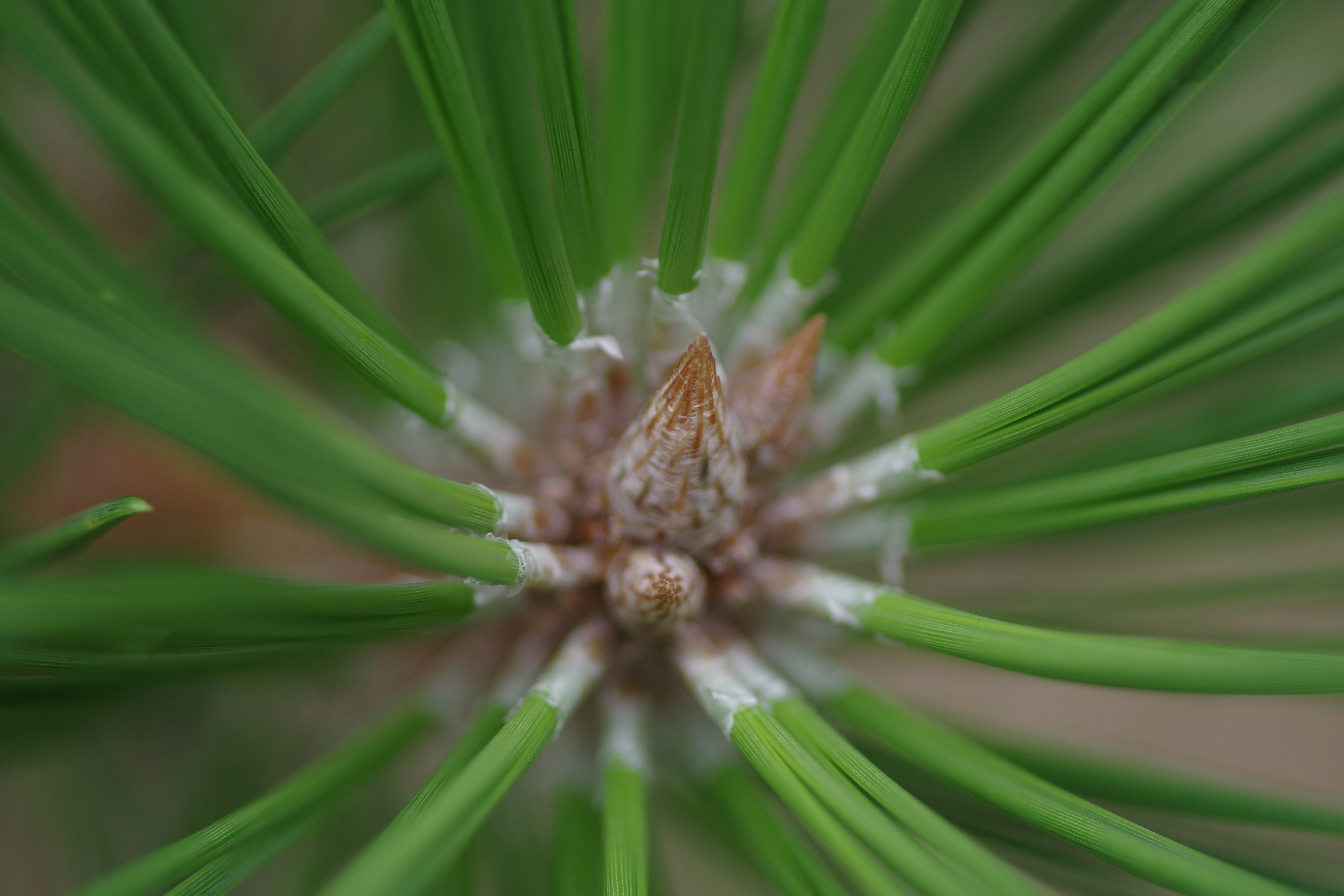 Center Burst: A Macro Close-Up of Pine Needles Converging at a Bud