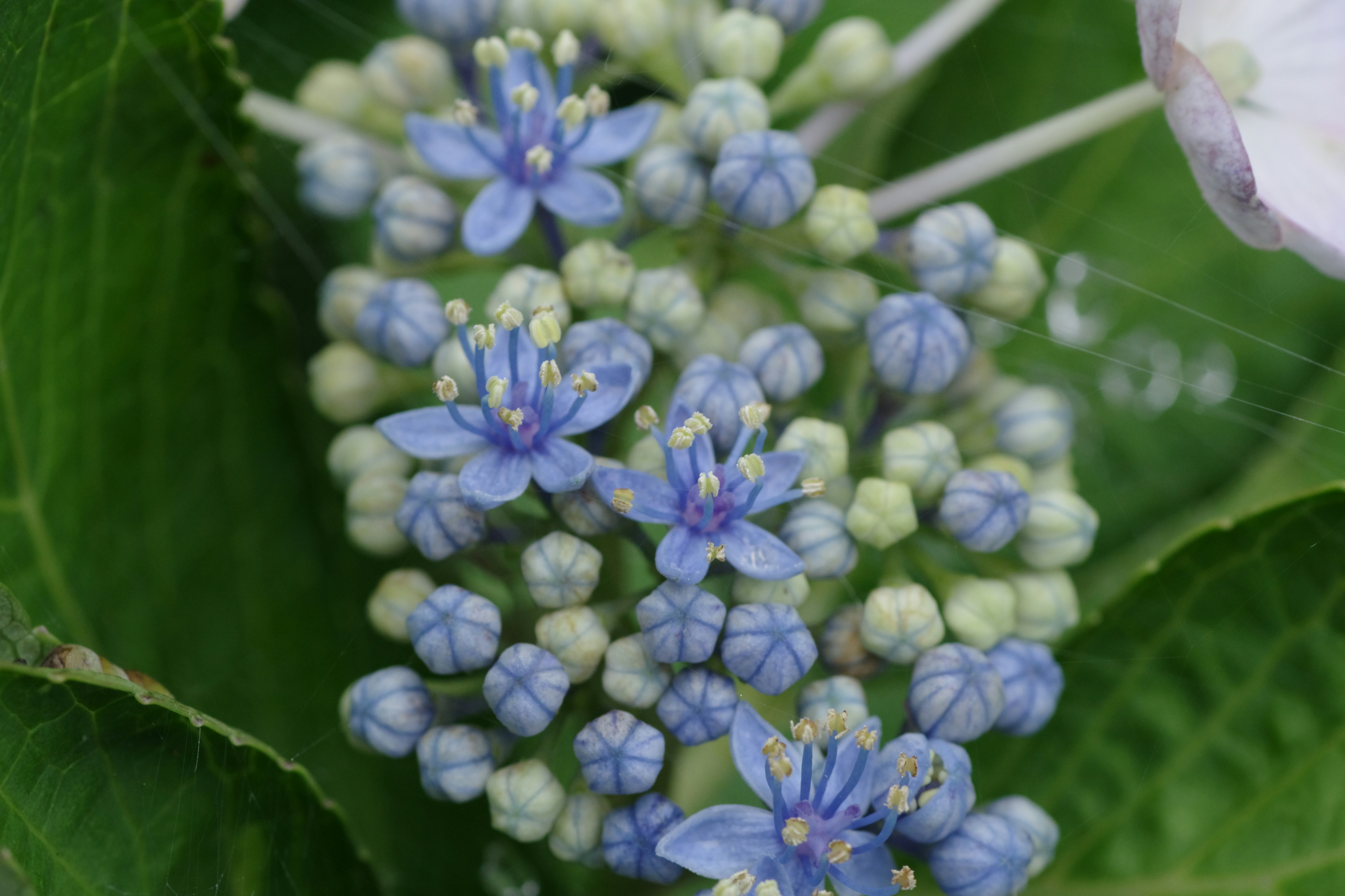 Beautiful green and flower garden、新緑と美しい花が織りなす絶景 A superb view of fresh greenery and beautiful flowers