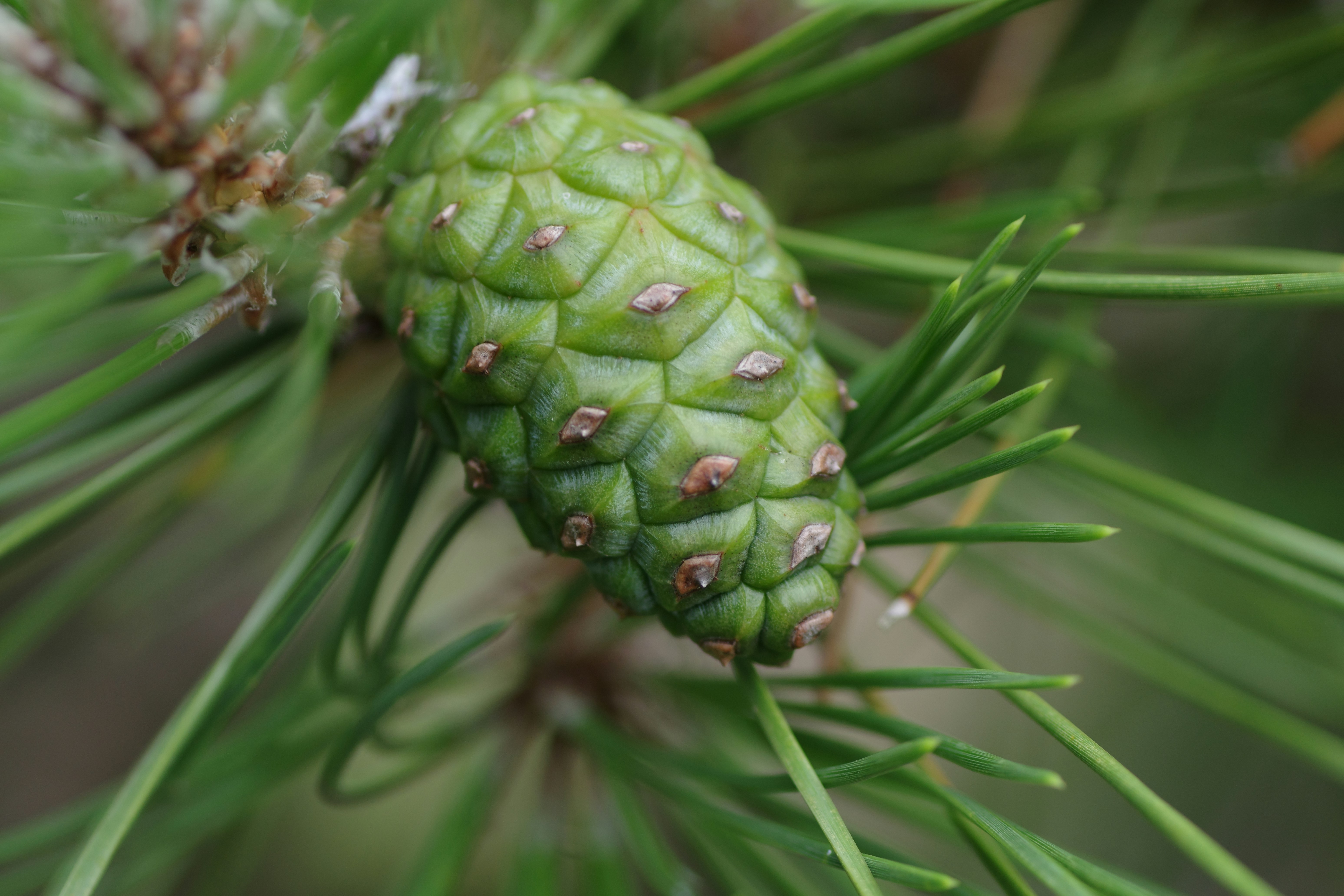 Emerald Pinecone: A Macro Portrait of Growth Among Needle Fronds