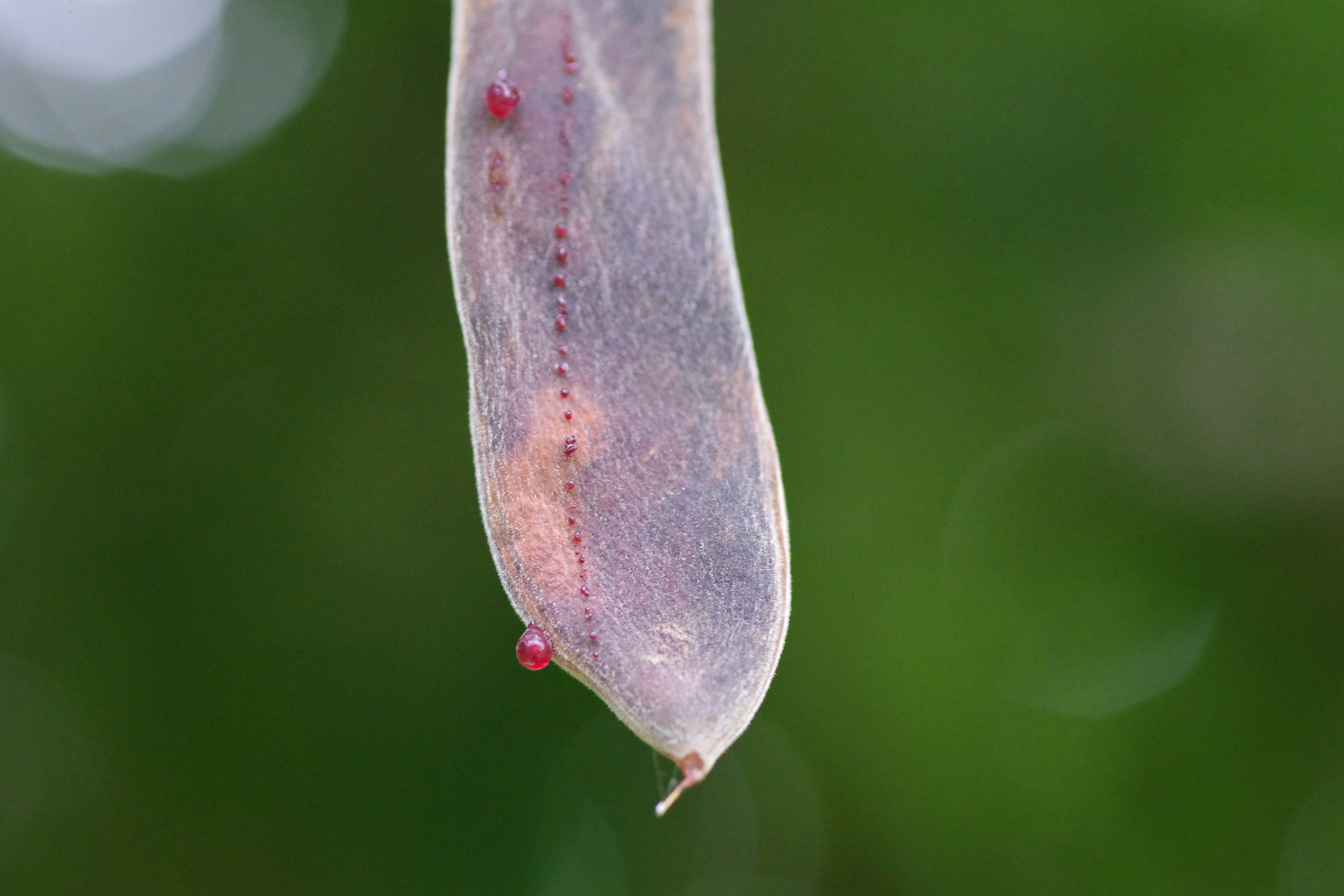 Droplet-Trimmed Petal: A Tiny Ridge of Color in Focus