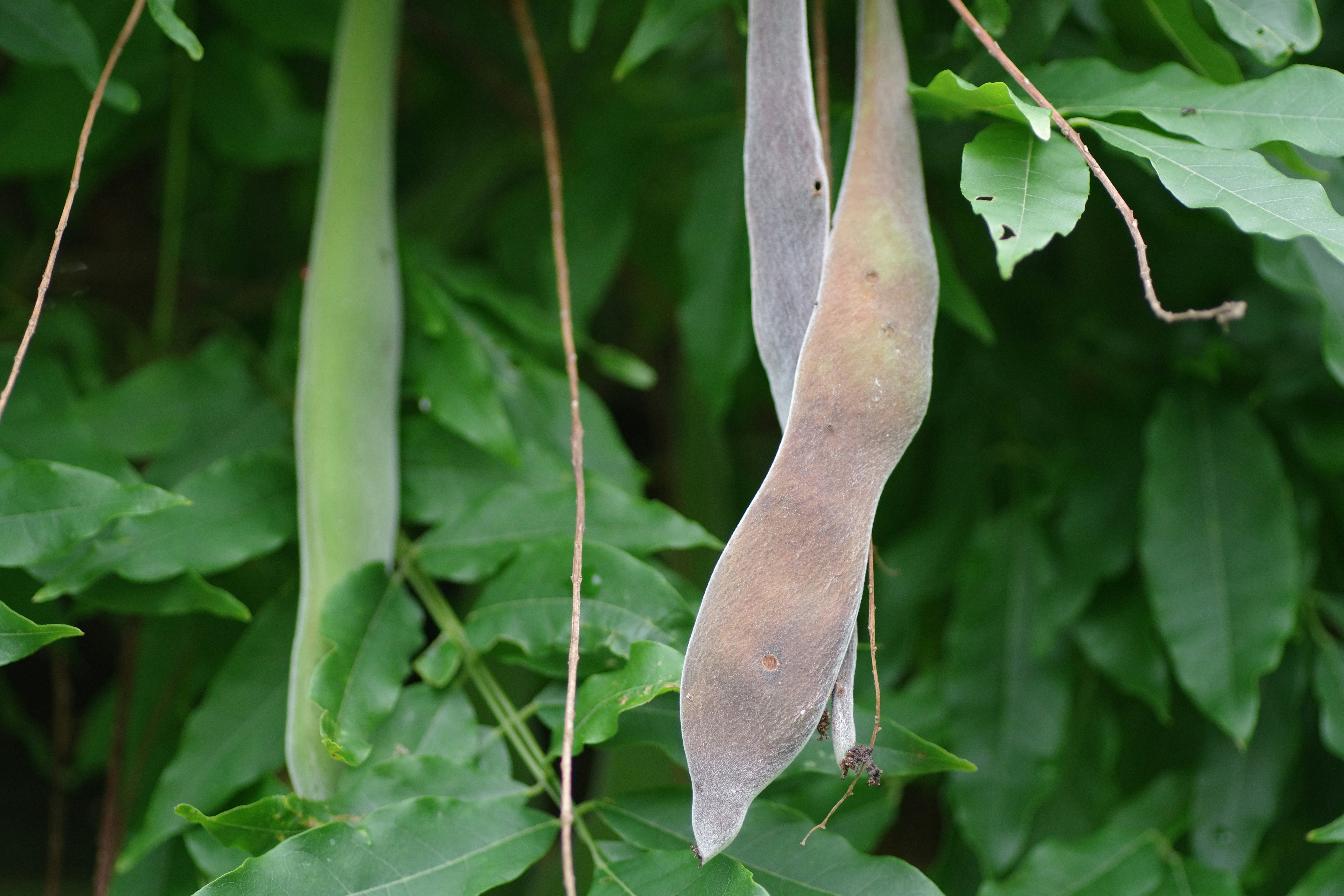 Verdant Vein: A solitary bean pod clings to a lush backdrop
