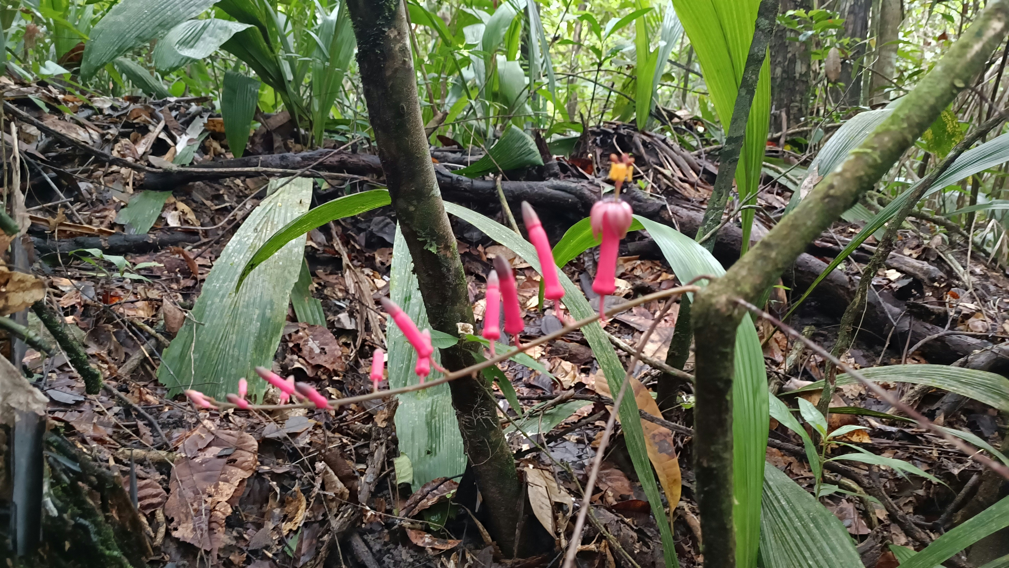 Close-up of pink tubular blooms rising from damp leaf litter amid dense green foliage. The composition emphasizes a vibrant floral contrast on a forest floor.