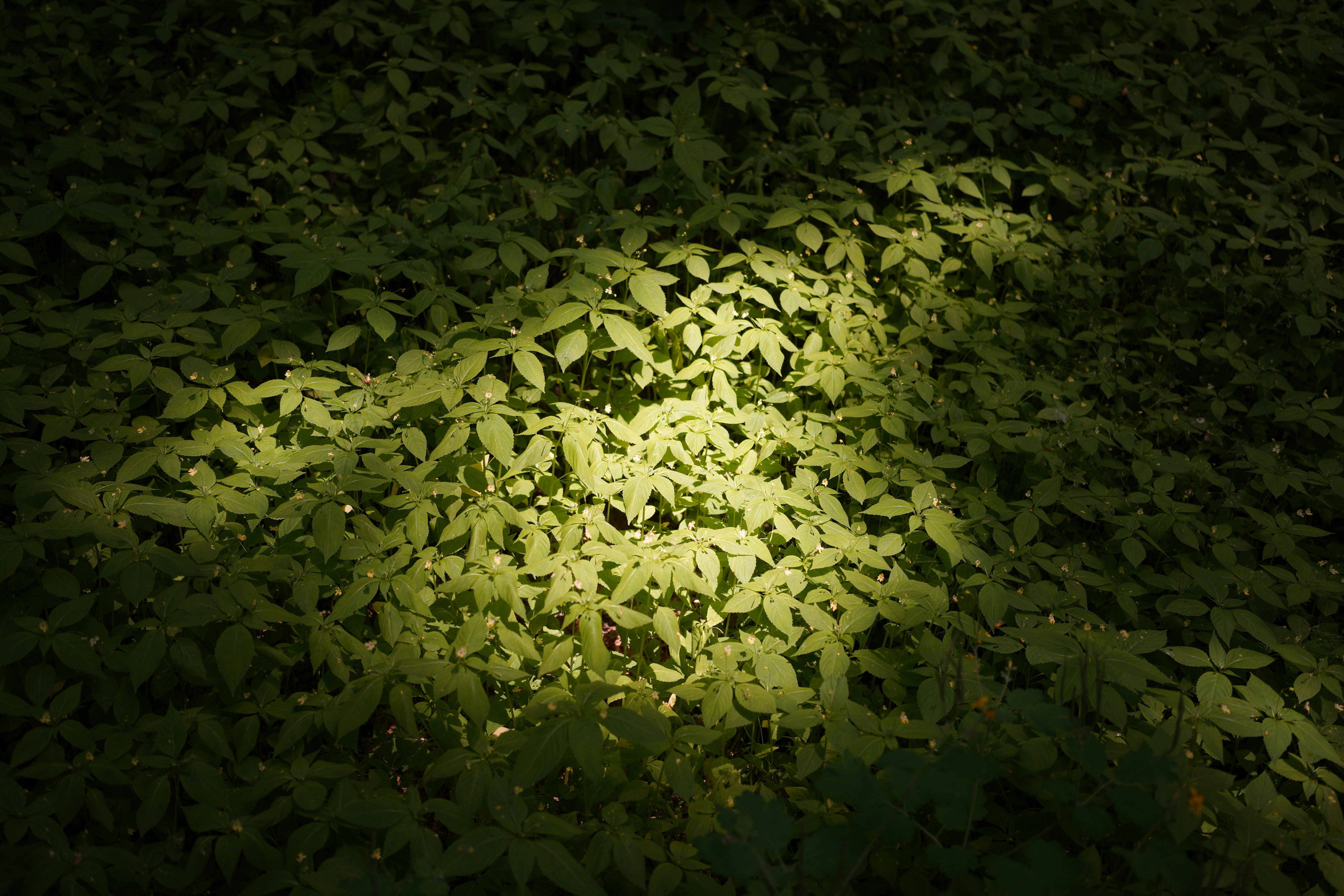 Glimmer on Ivy: A solitary beam reveals nocturnal understory