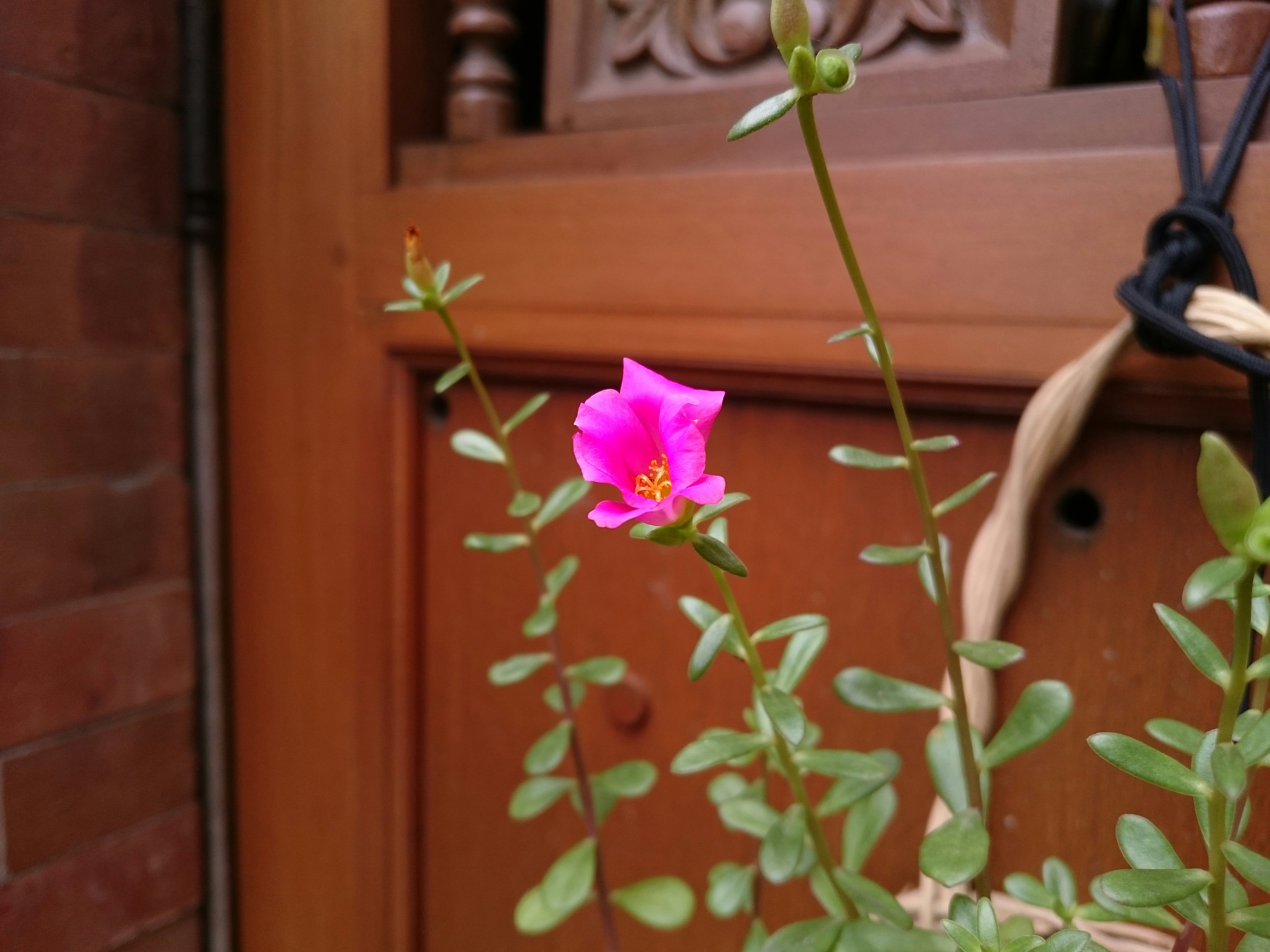 Pink blossom in sharp focus, framed by slender stems against a carved wooden doorway. The shallow depth of field isolates the flower from the warm wood background.