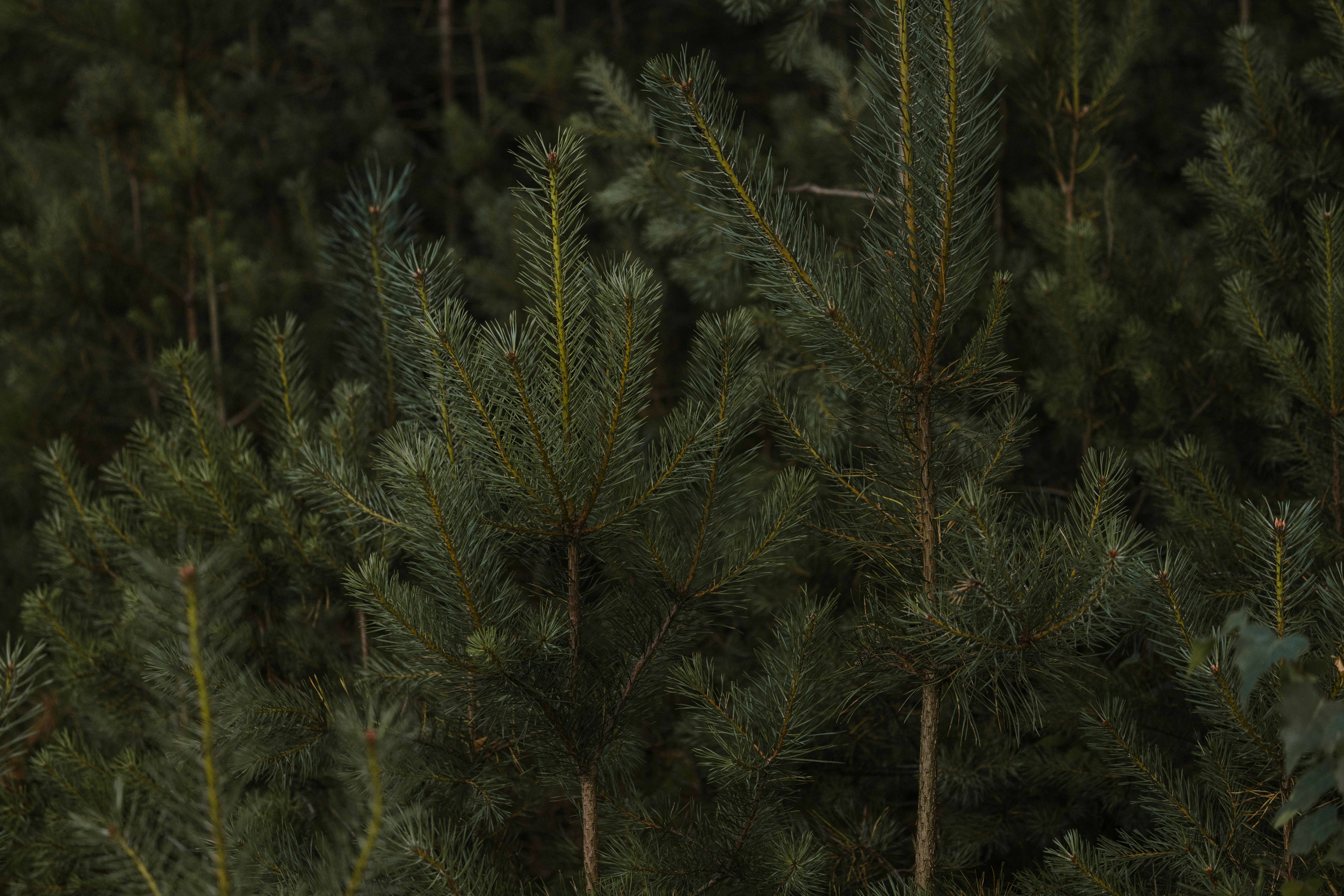 A large group of pine trees in a forest photo – Free Woodland Image on ...
