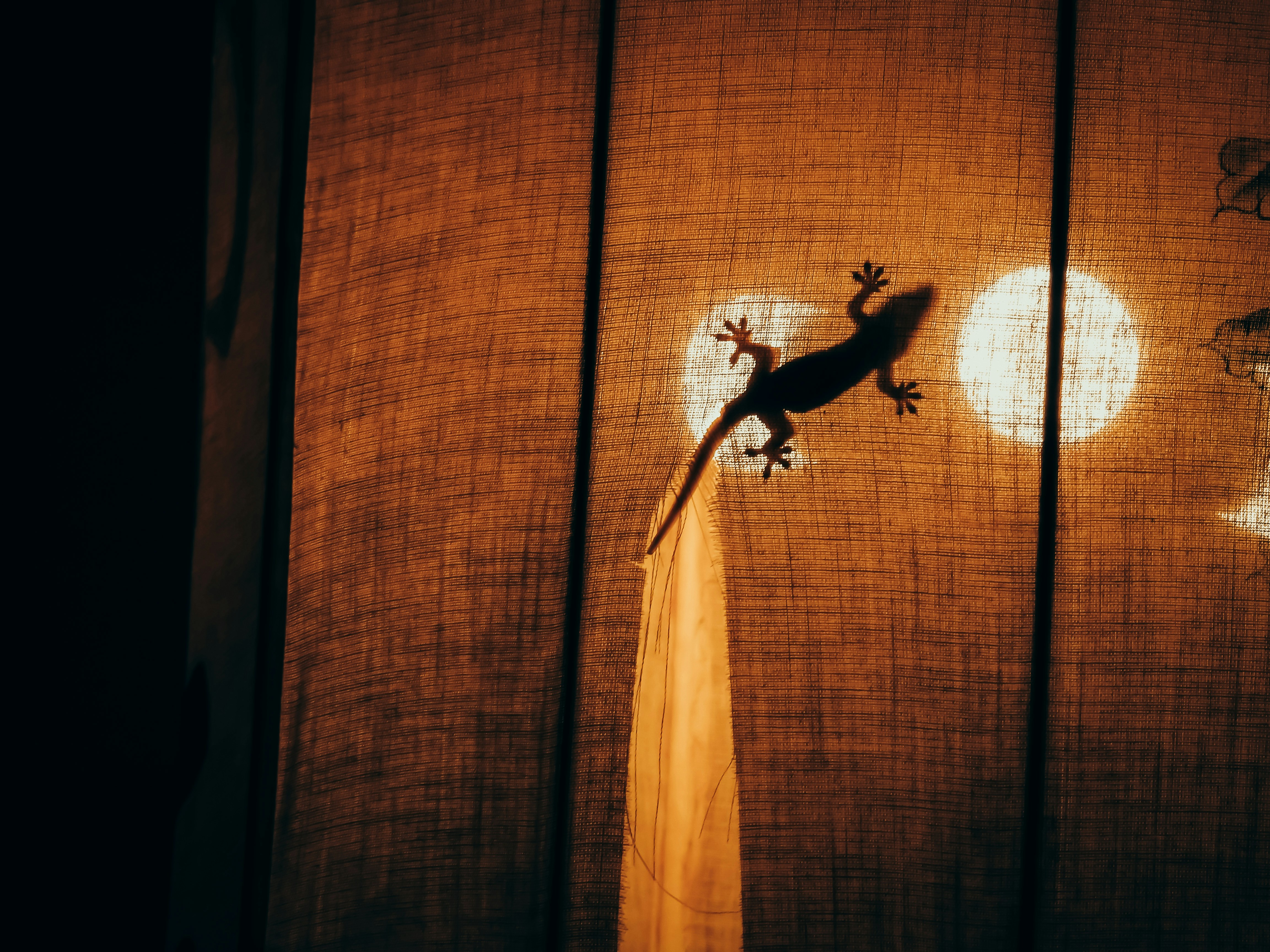 Amber Backlit Gecko: A Silhouette at the Edge of Light