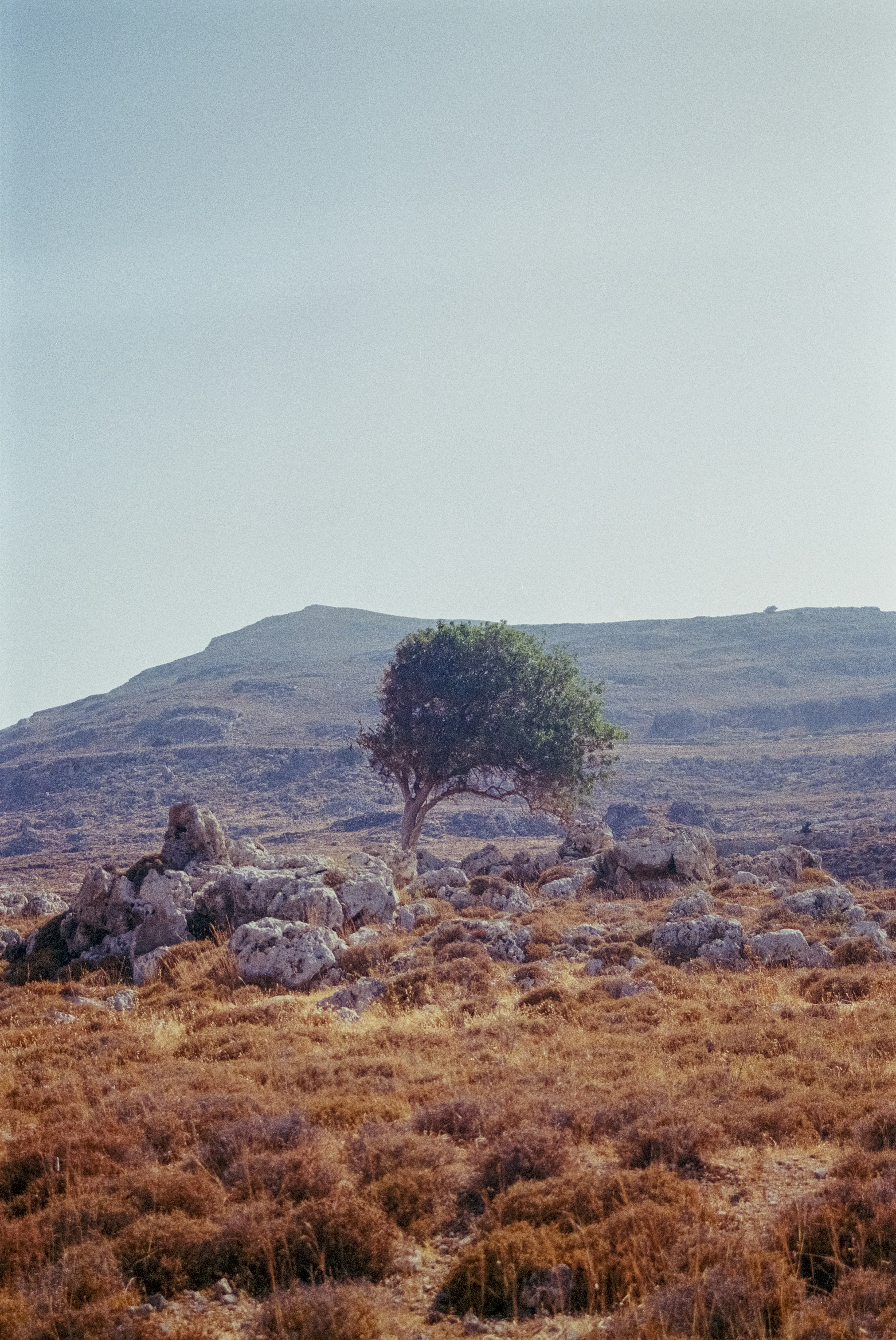 Lone Tree on a Rugged Moor Under an Expansive Sky