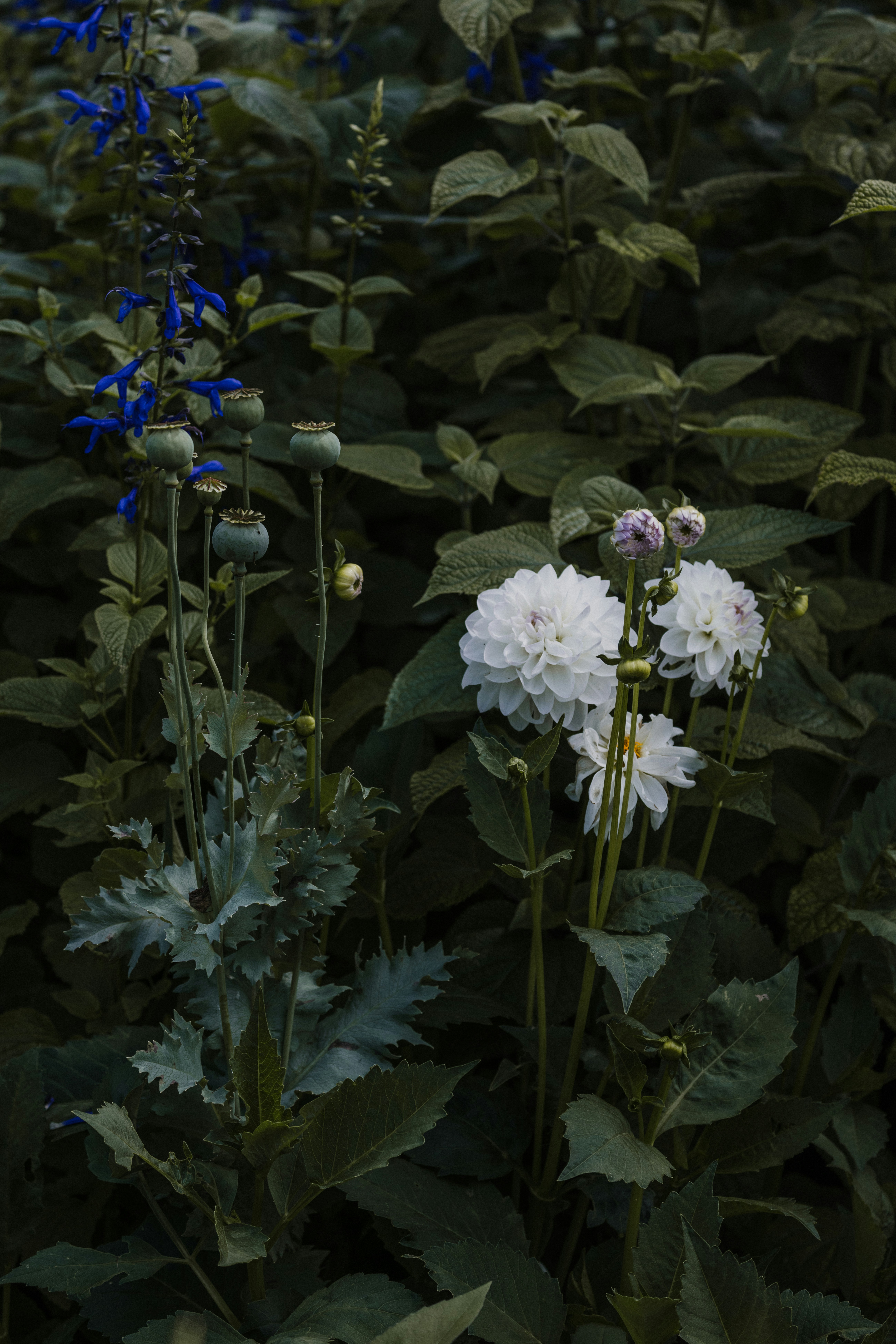 A field full of white and blue flowers photo – Free Nature Image on ...