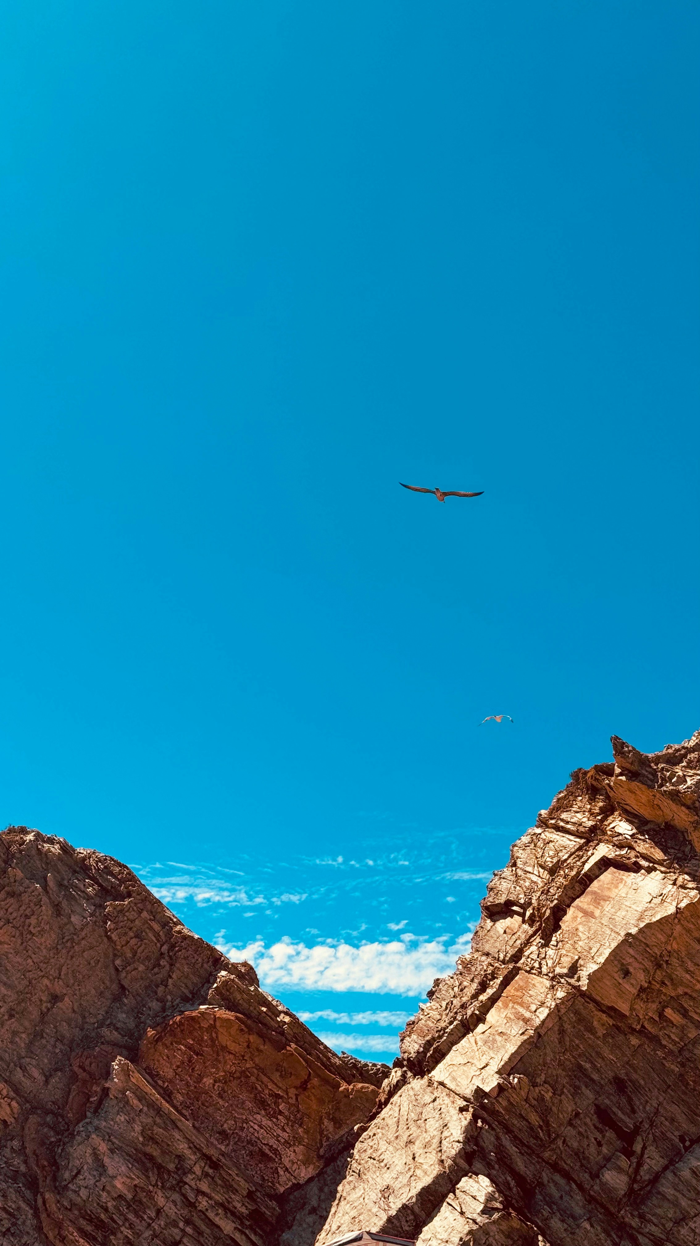 Raptor over the Ridge: a gliding moment above sunlit granite