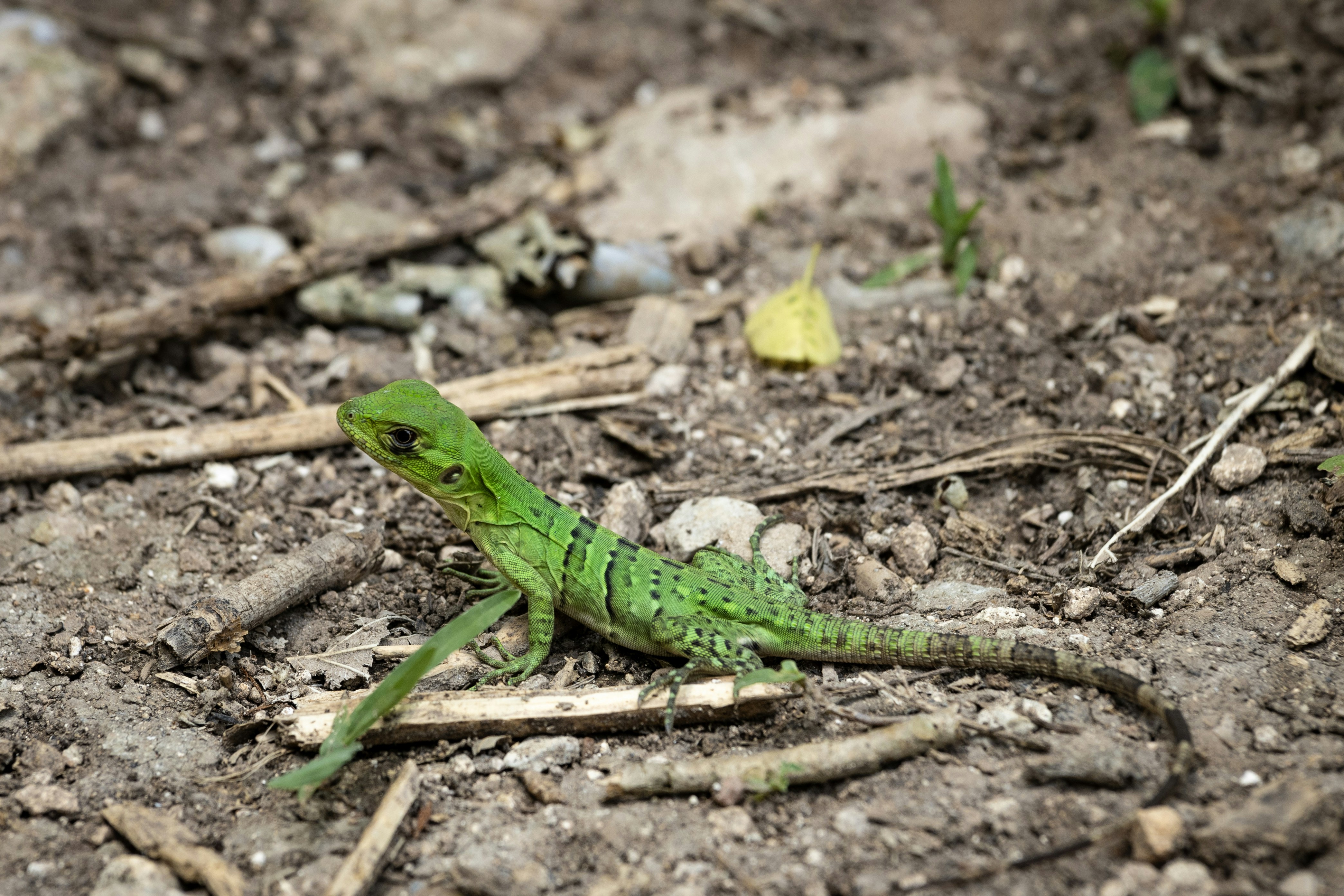Emerald Stripes on Dust: A Lizard's Quiet Ground Portrait