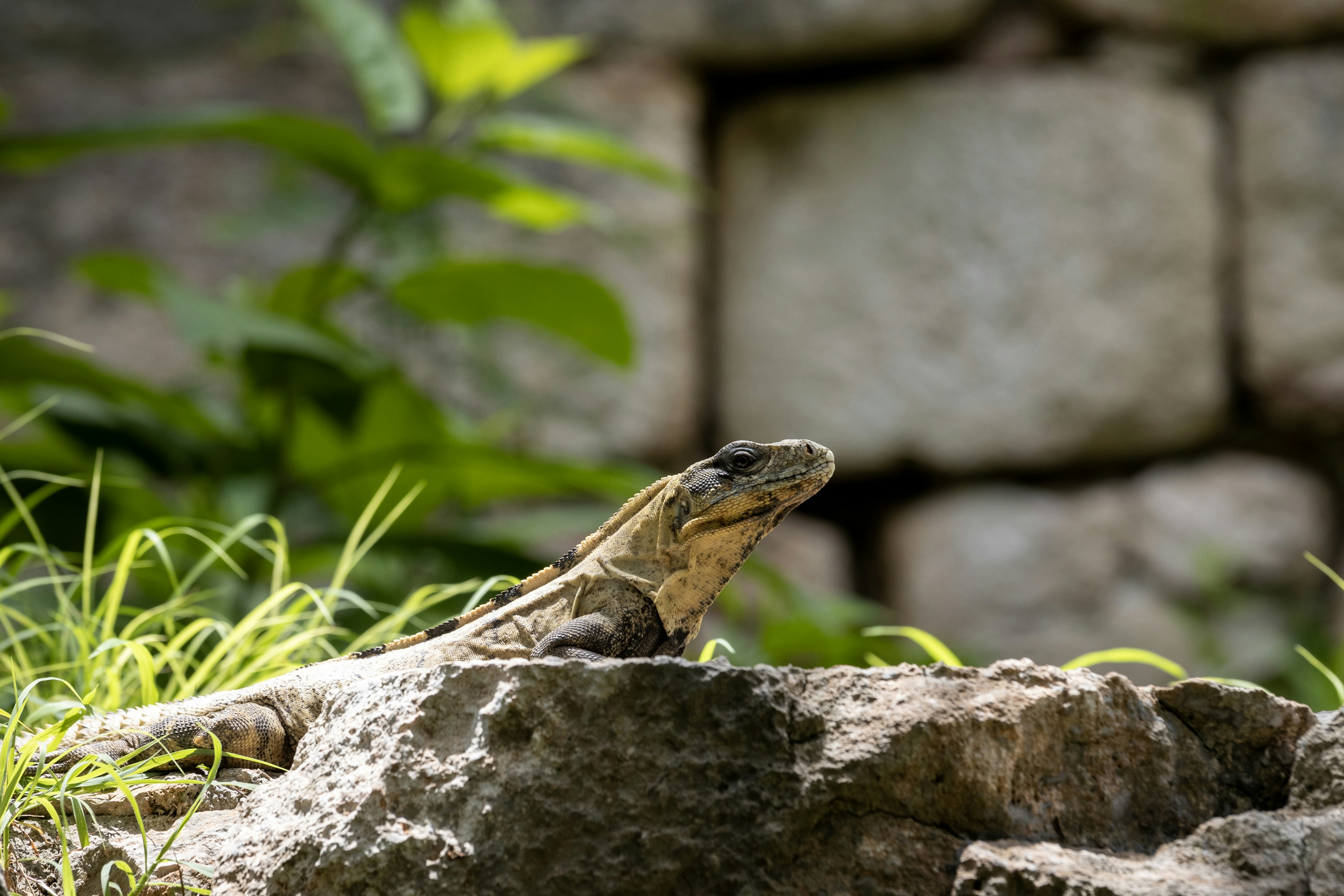 Lizard Basking on a Sun-Warmed Rock by a Weathered Stone Wall