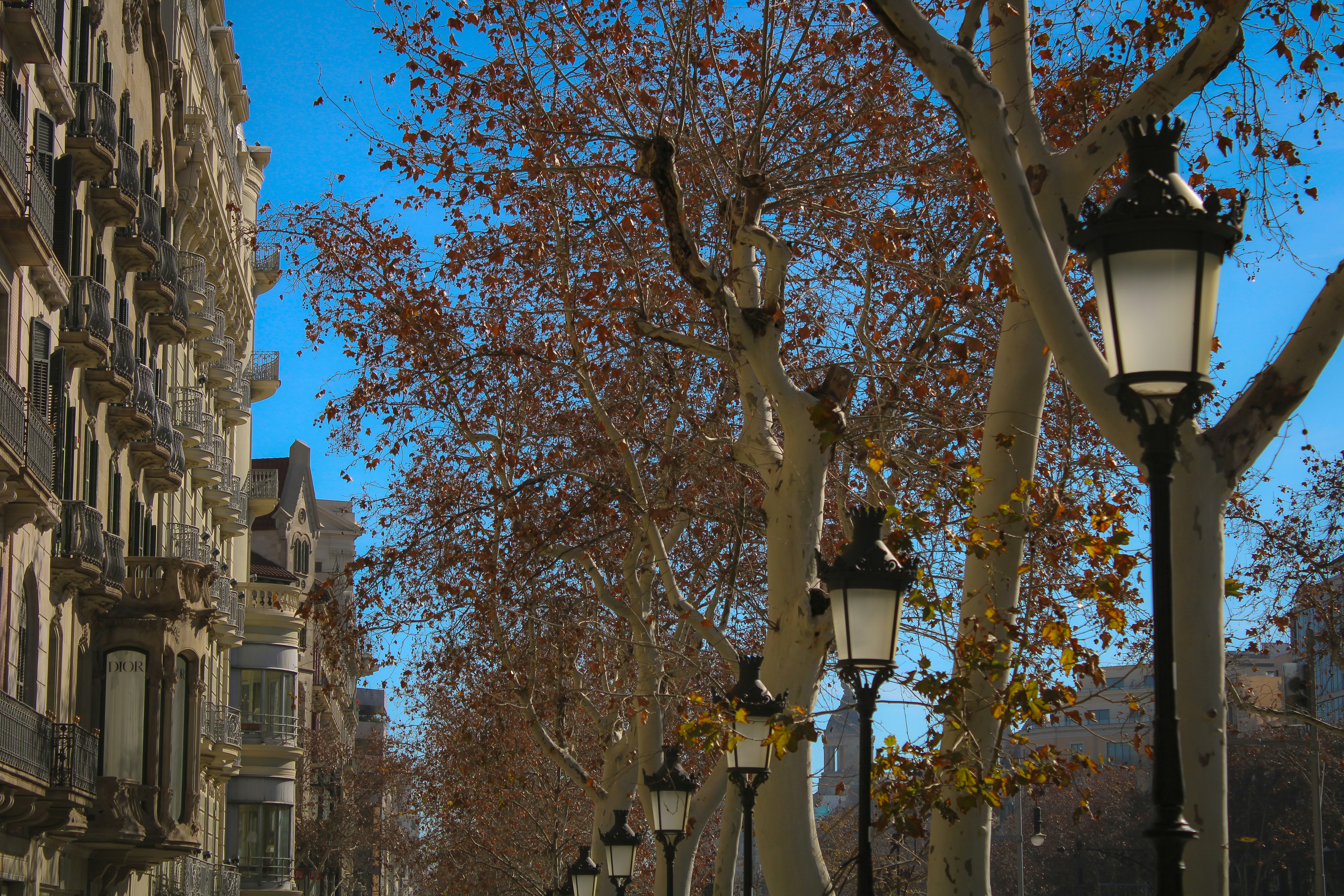 Sunlit Avenue of Lanterns: Tree-Lined Facades under a Pristine Blue Sky
