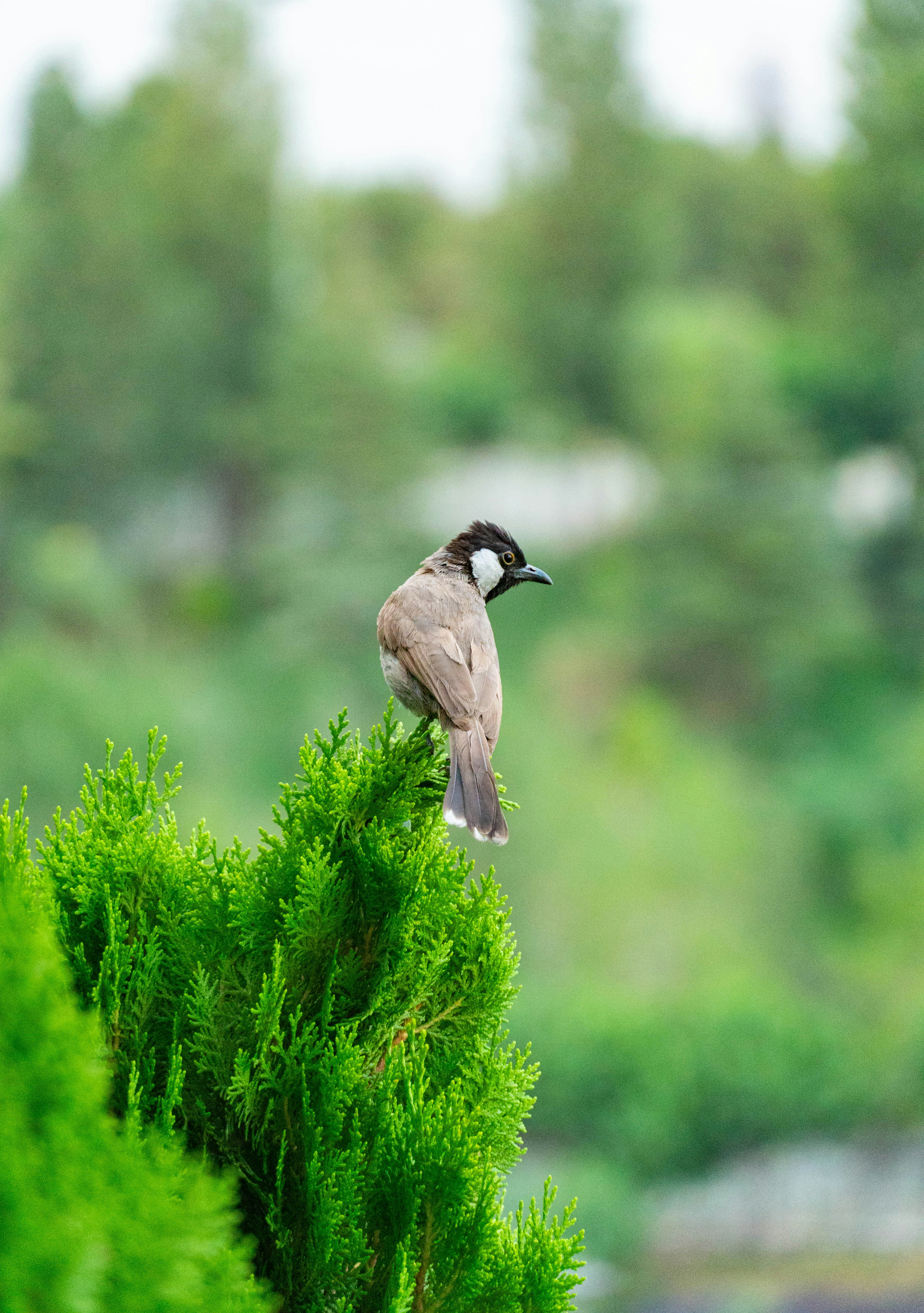 Perch on the Emerald Crest: a lone songbird on a conifer