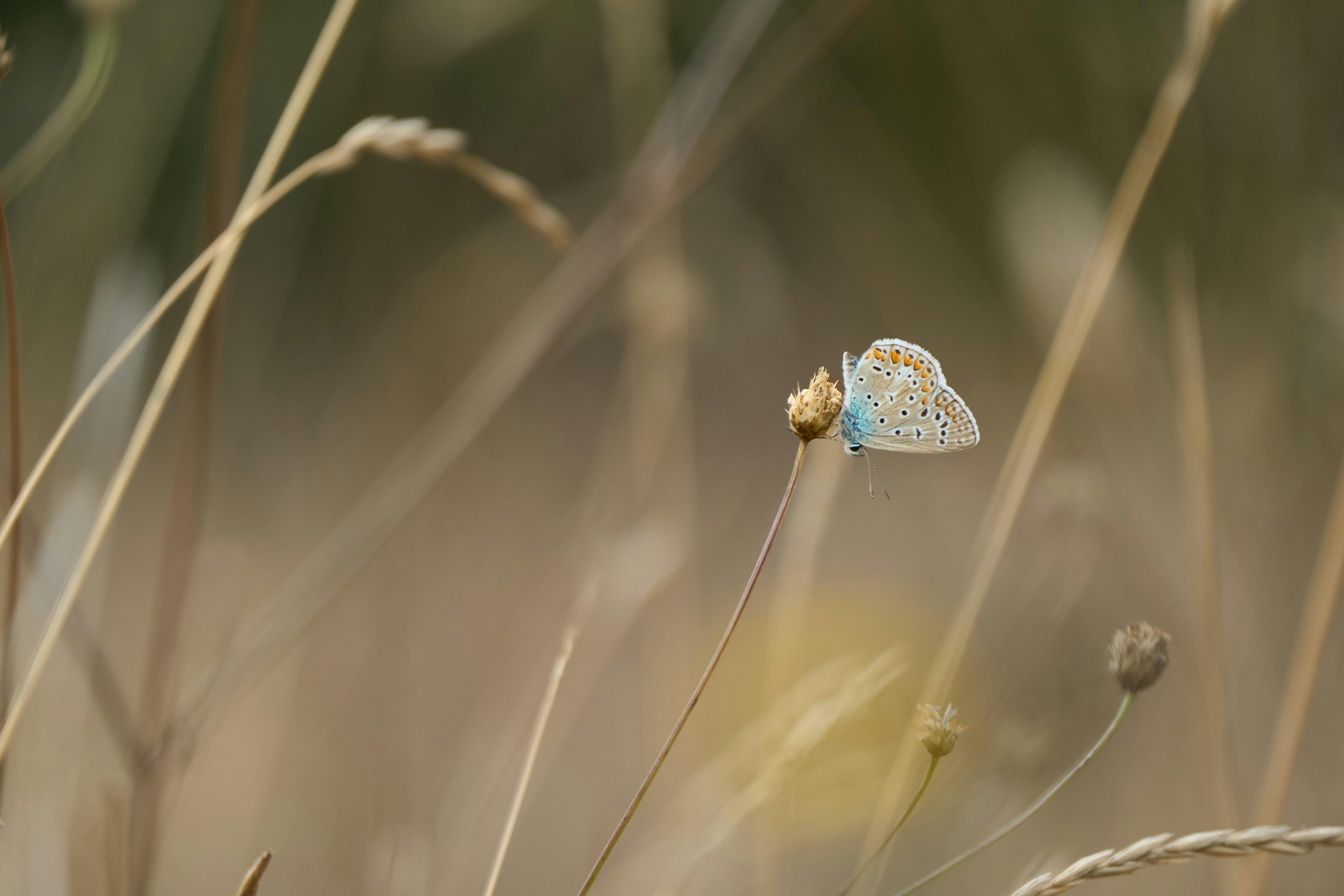 Azure Composure: A Blue Butterfly on a Quiet Grass Stem