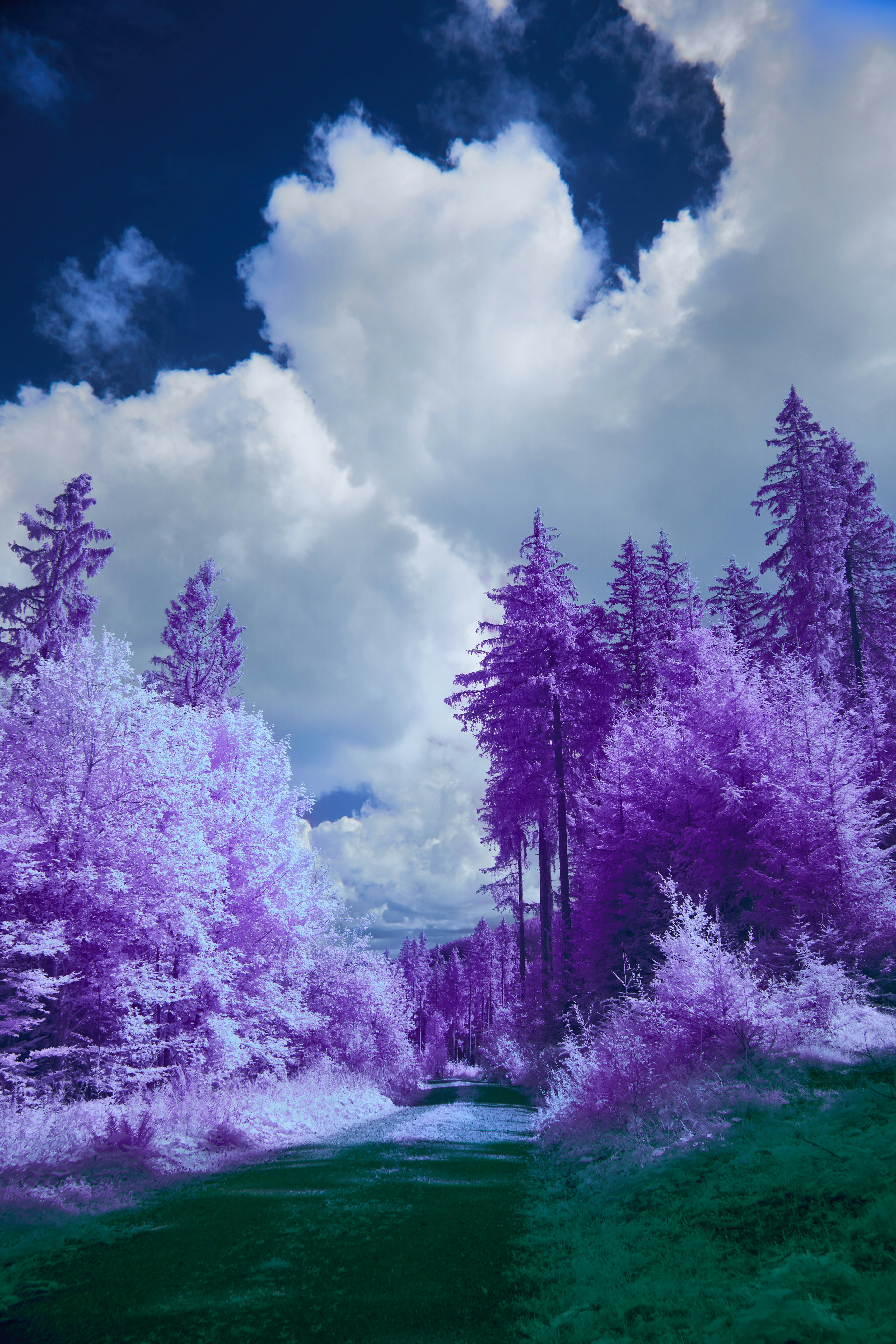 A picture of a forest with purple trees photo – Free Experimental Image ...