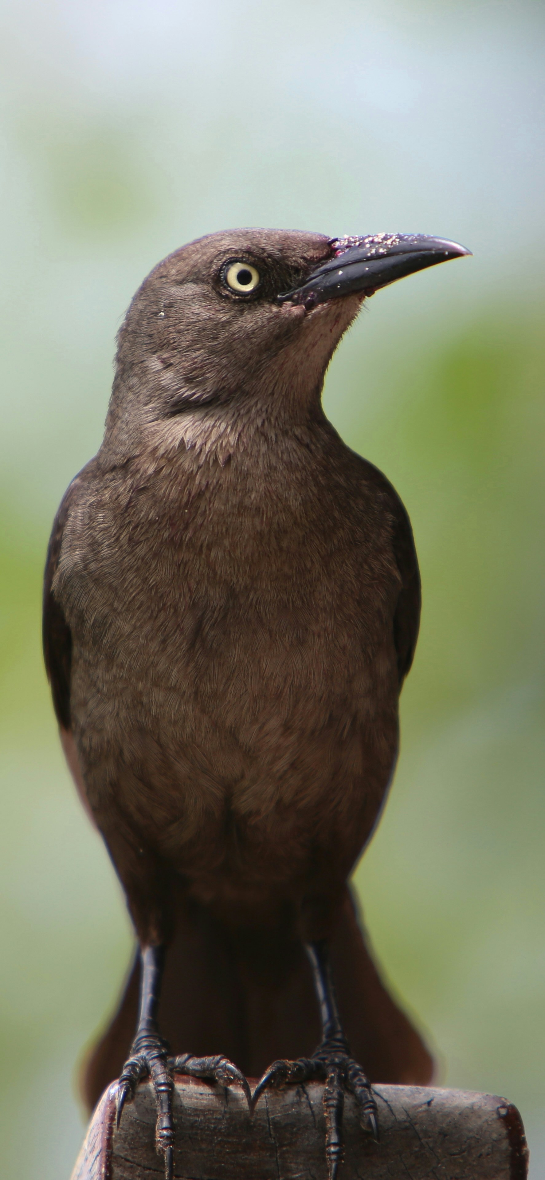 Glimmer in the Gaze: Portrait of a Brown Bird on a Weathered Post