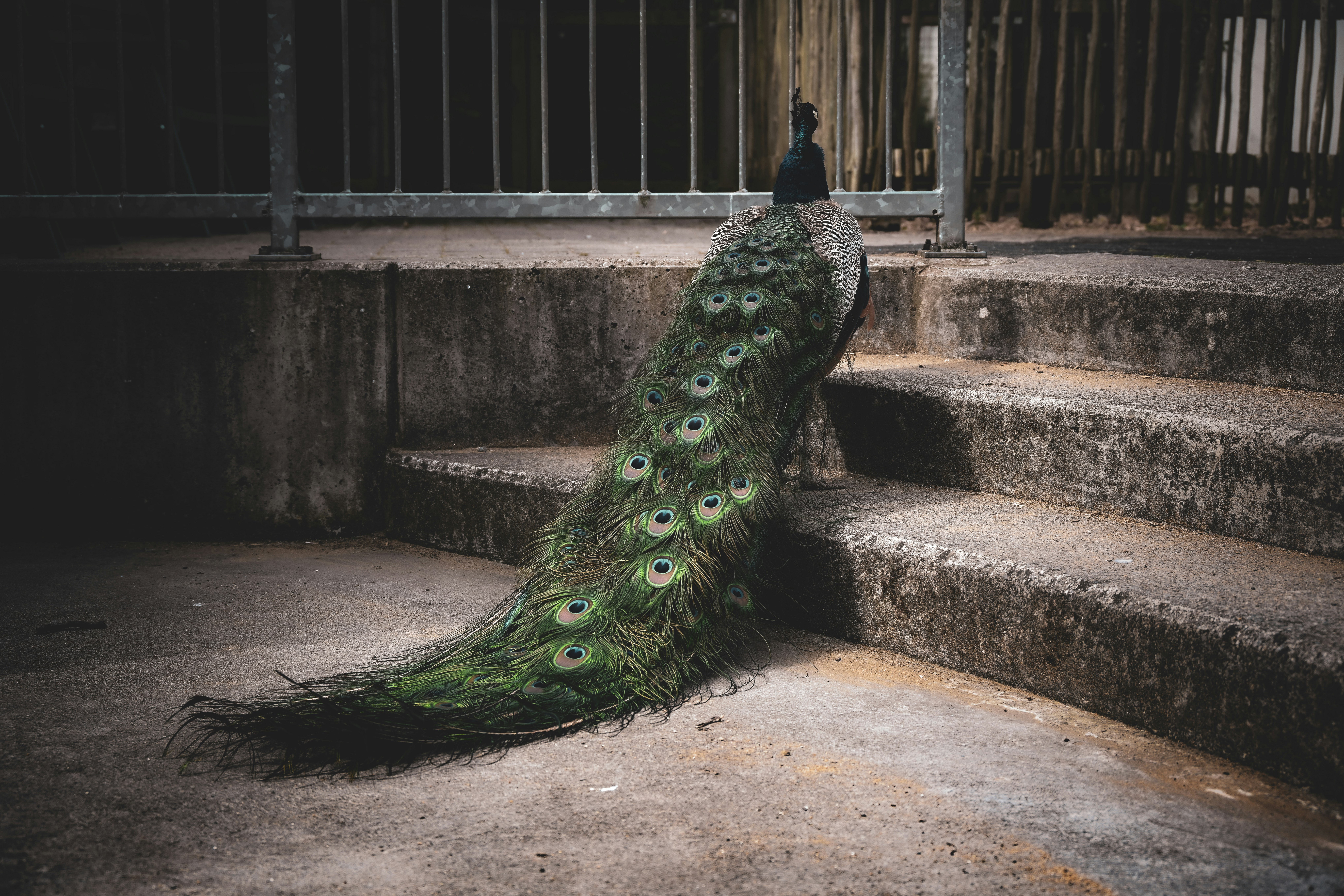 Emerald Eye Parade on Weathered Concrete Steps