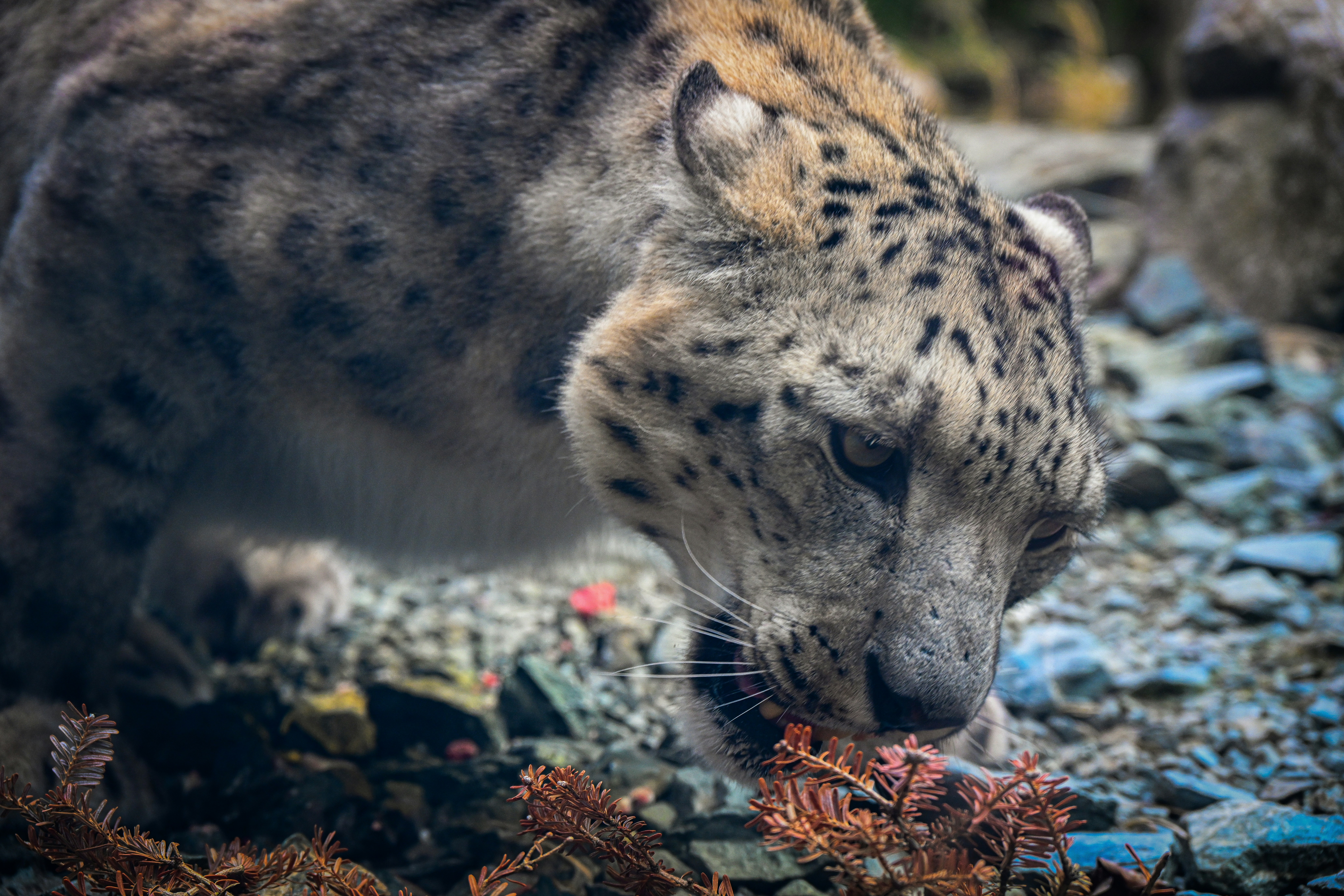 A close up of a snow leopard eating something on the ground photo ...