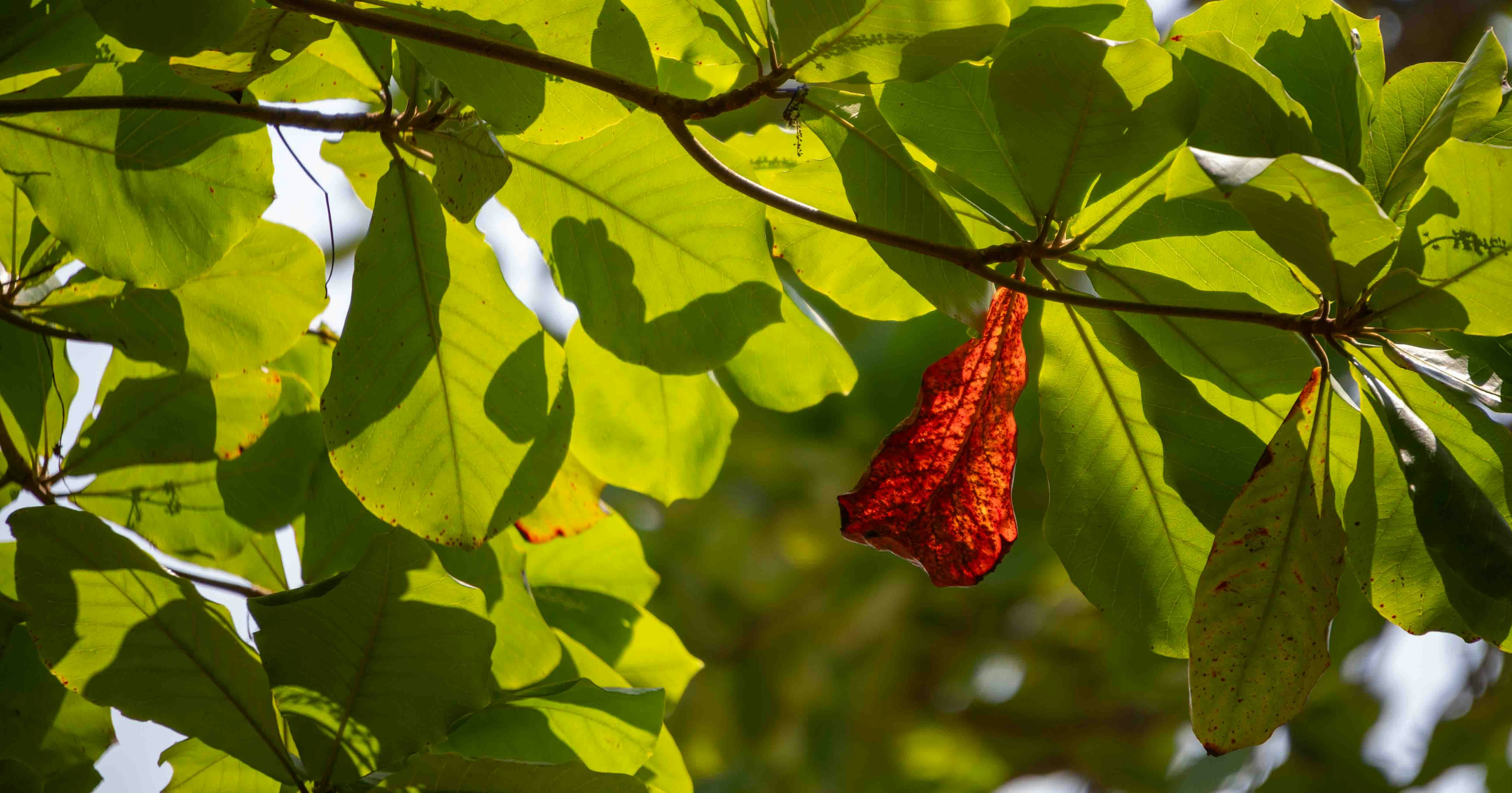 A red flower hanging from a tree branch photo – Free Plant Image on ...