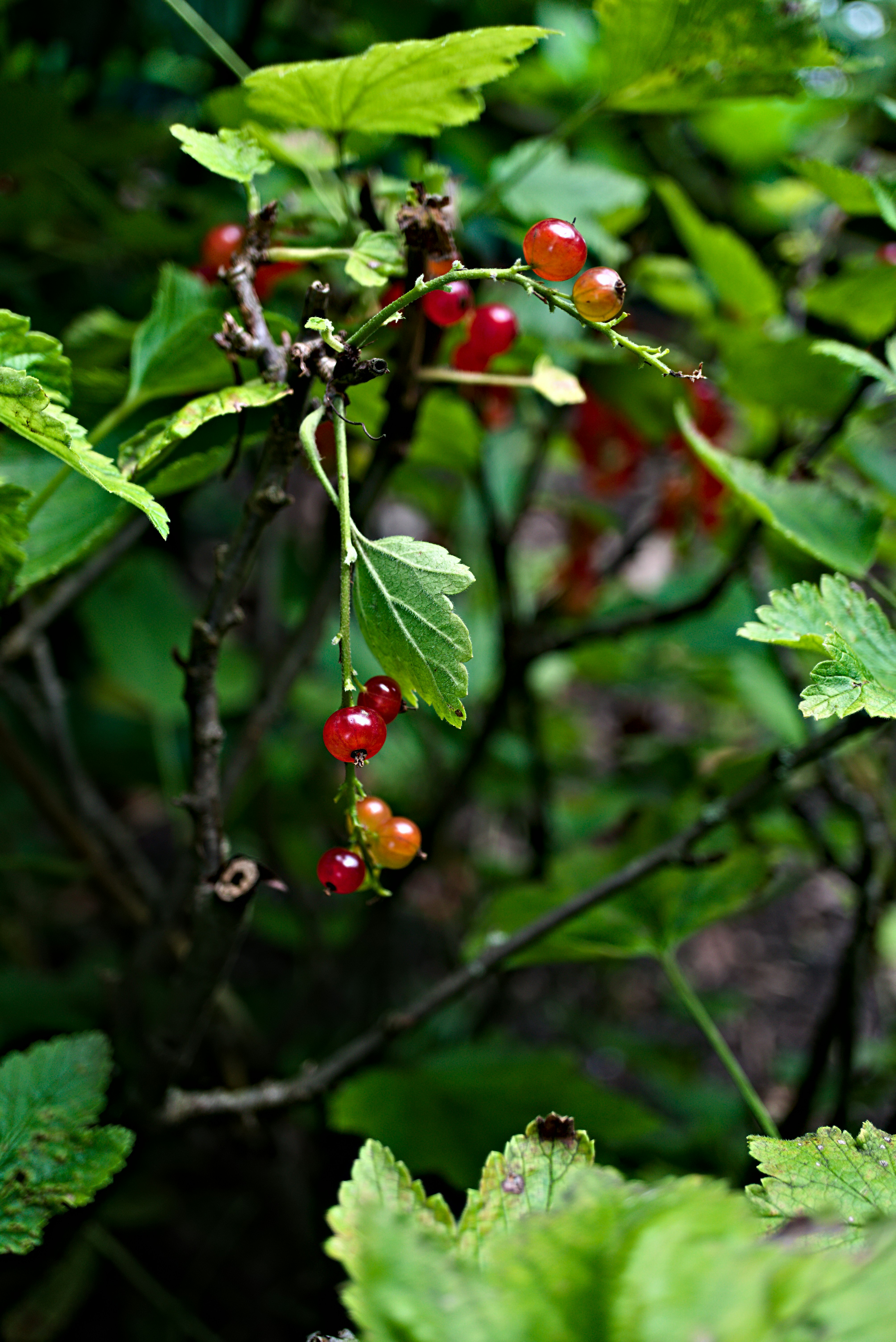 Crimson Currants Nestled Among Green Veils