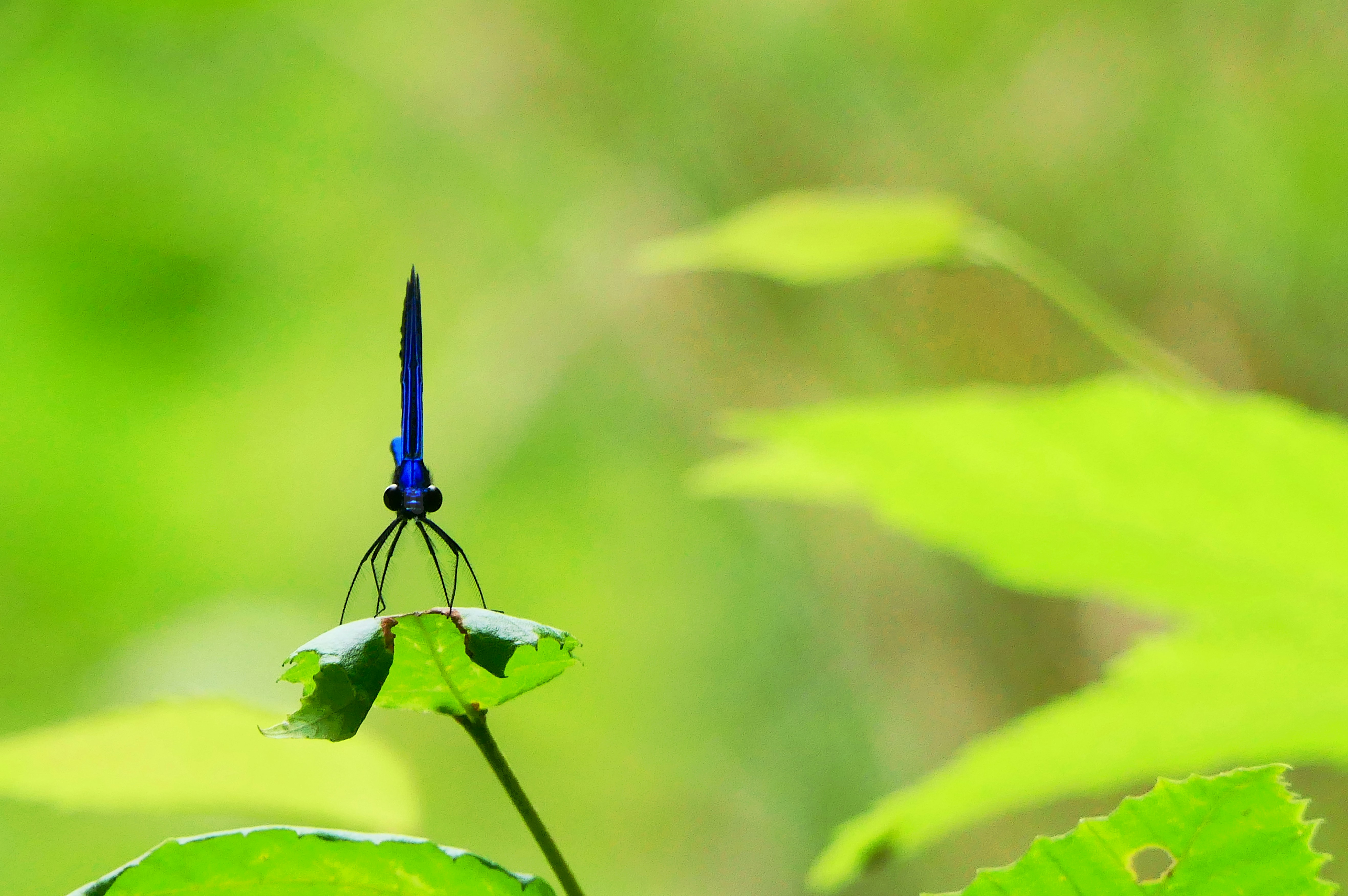 Blue damselfly perched delicately on a green leaf against a blurred background.
