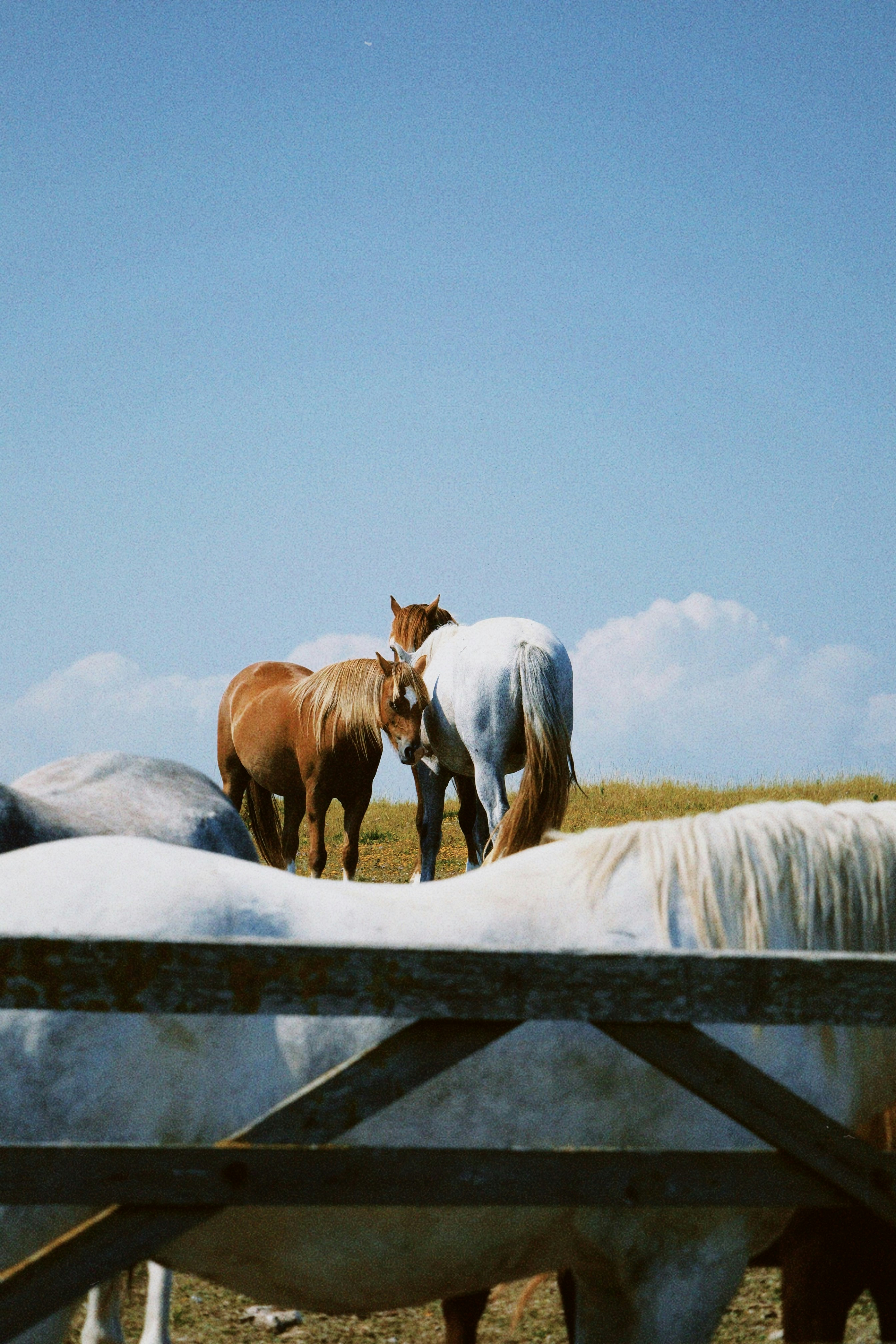 Pasture Moment: Two Horses at the Fence Under a Clear Blue Sky