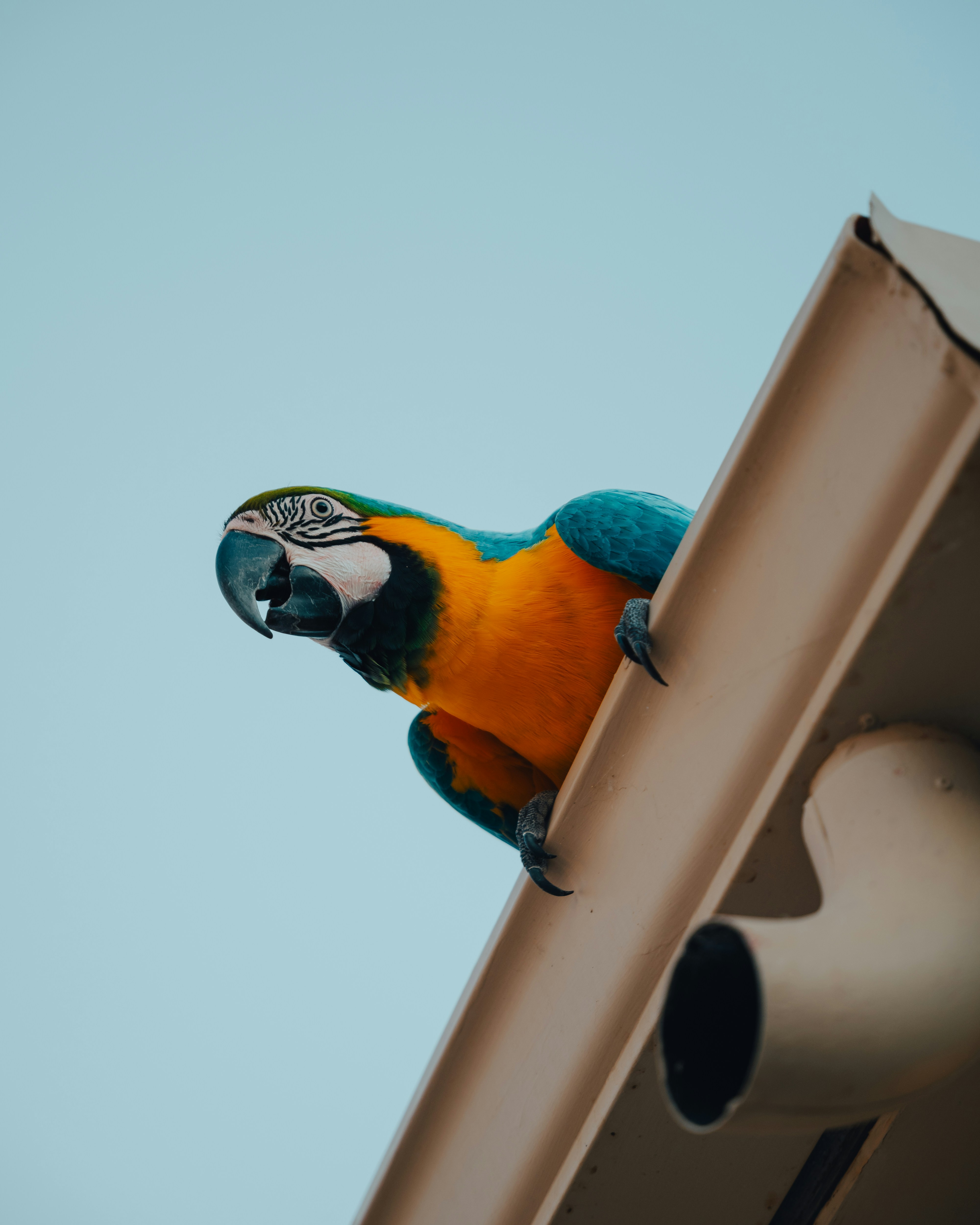 un pappagallo sul mare