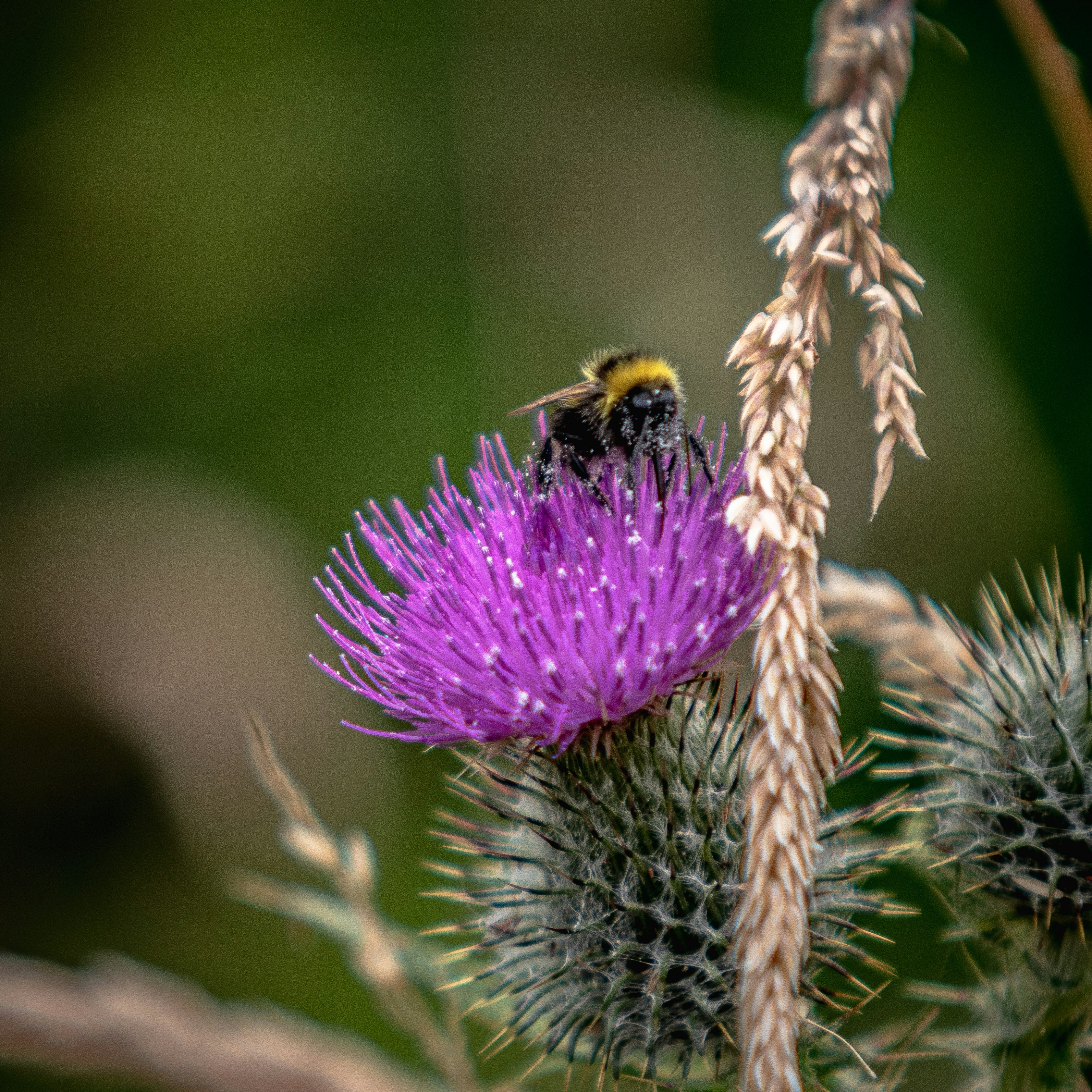 Violet Crown: A Bee's Quiet Pause on a Spiky Thistle