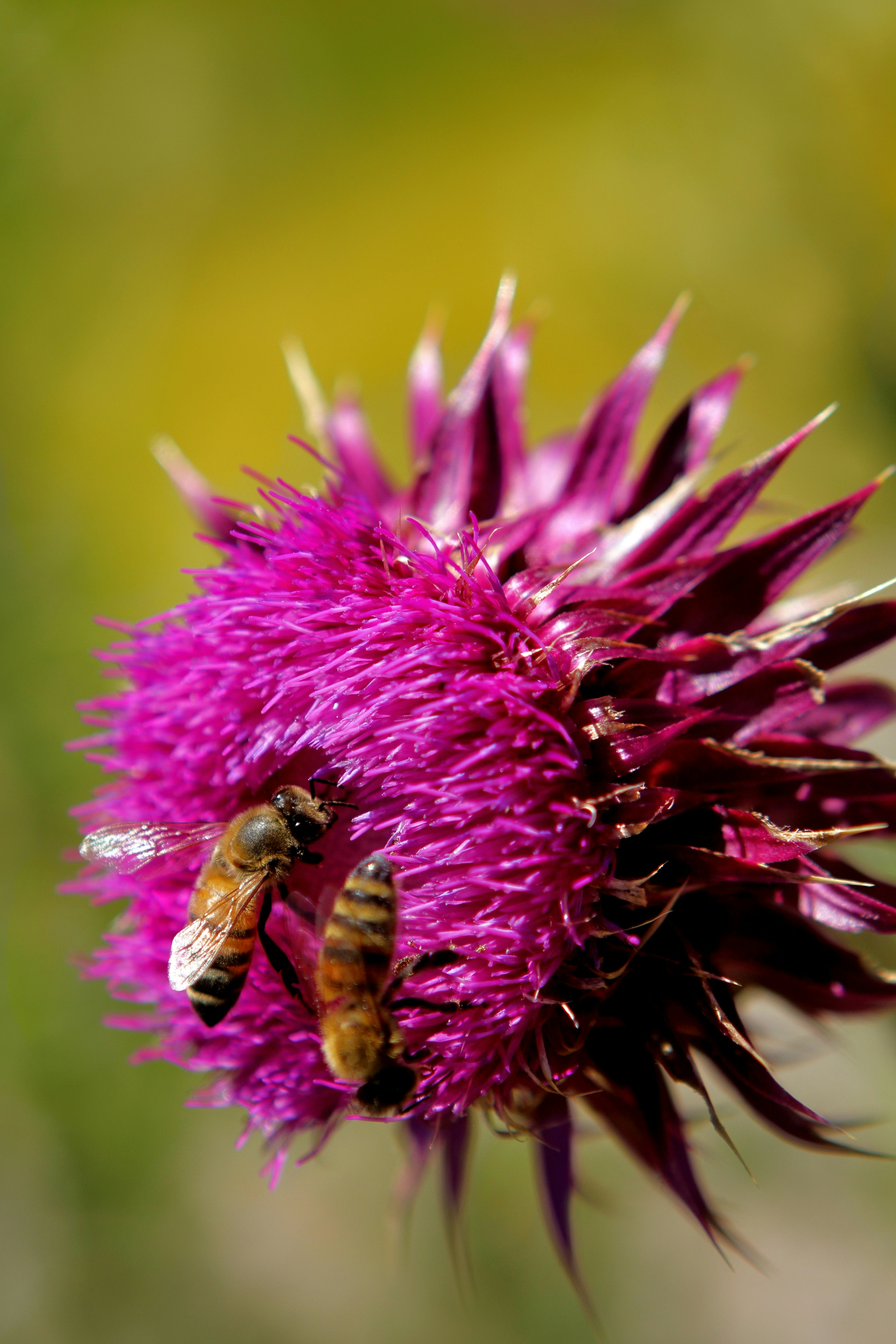 Bees at the Heart of a Magenta Thistle