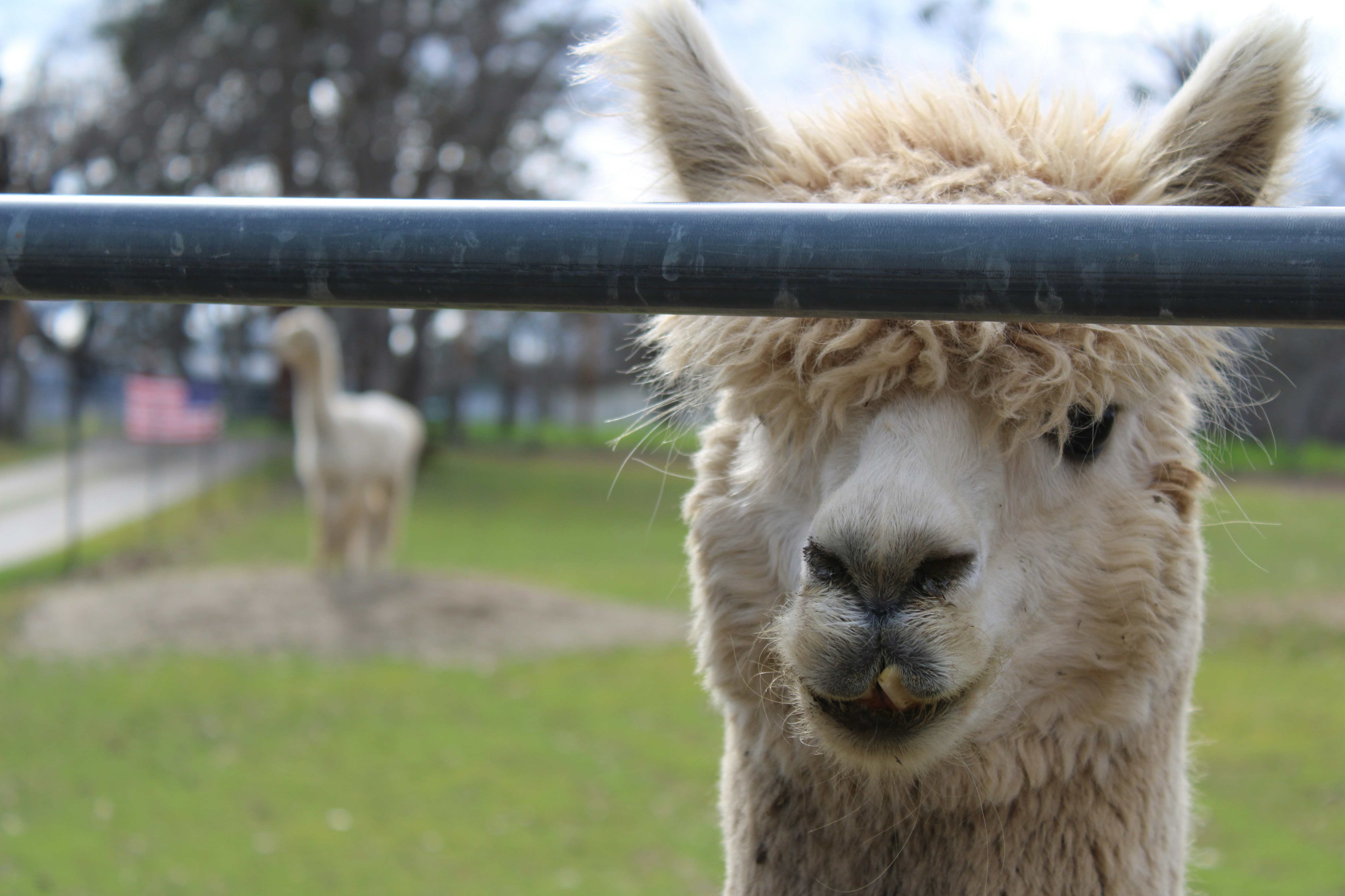 A close up of a llama behind a fence photo – Free Oregon Image on Unsplash