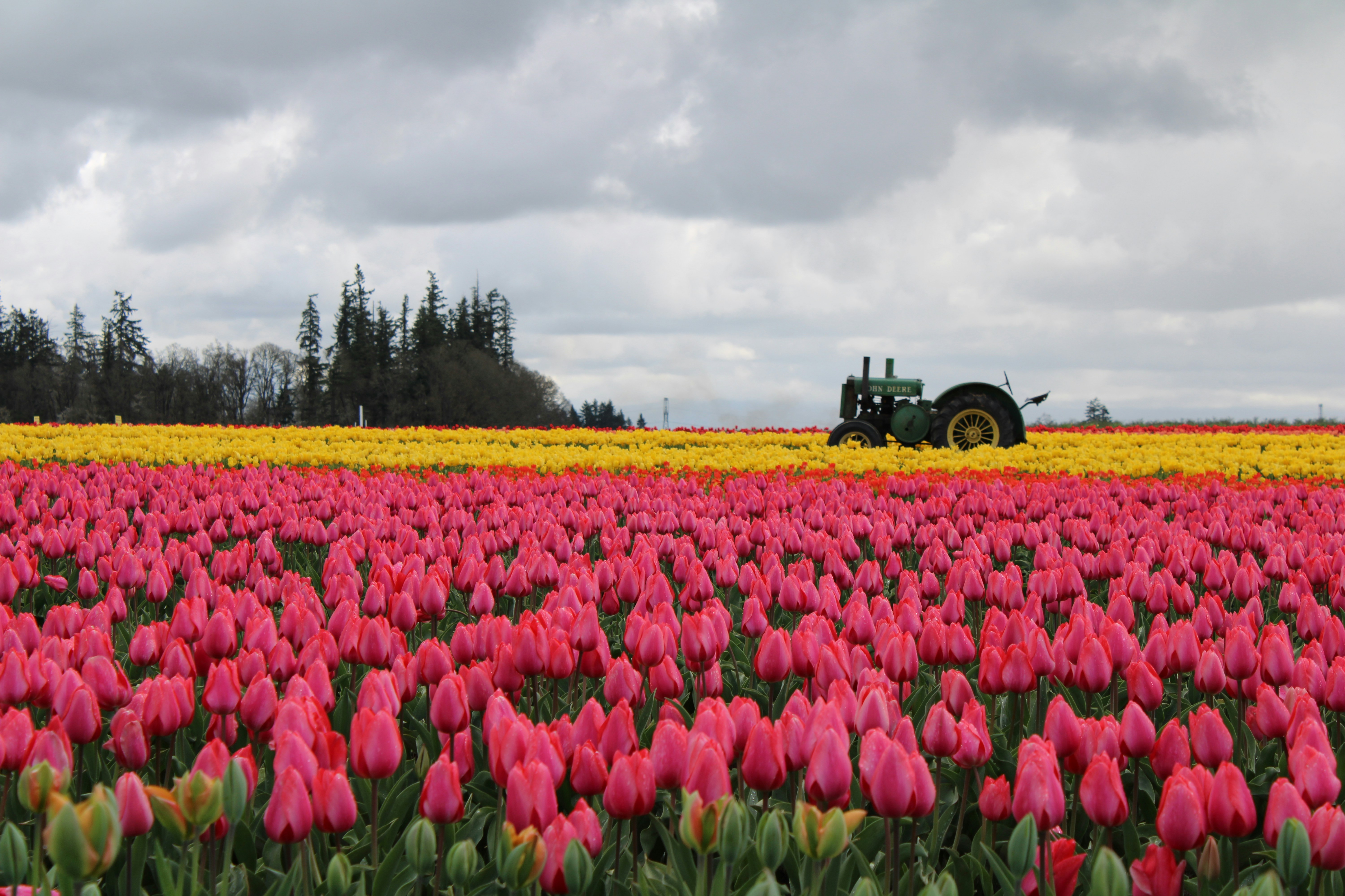 Pink Tulip Sea with a Distant Green Tractor