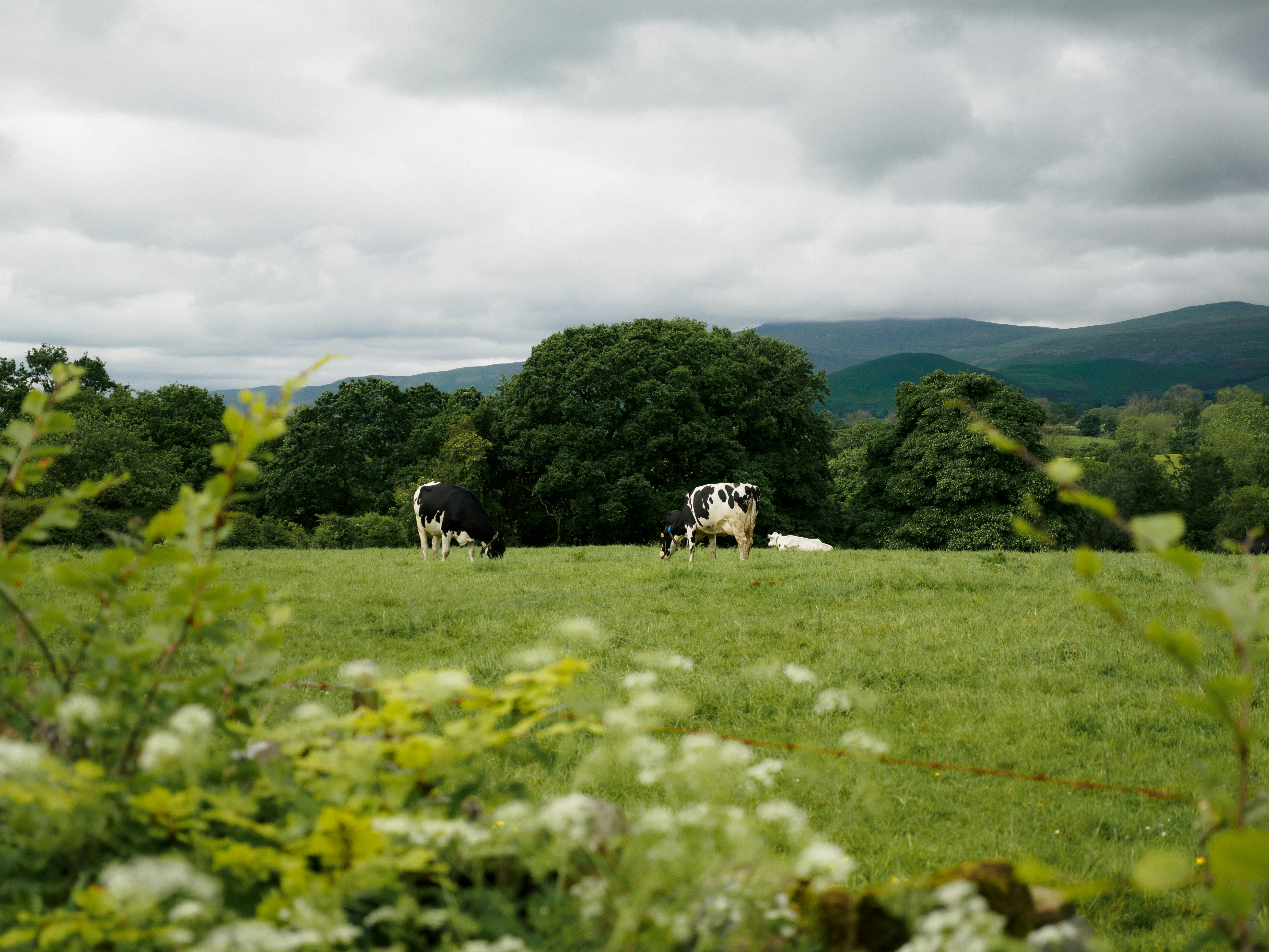 A herd of cattle grazing on a lush green field