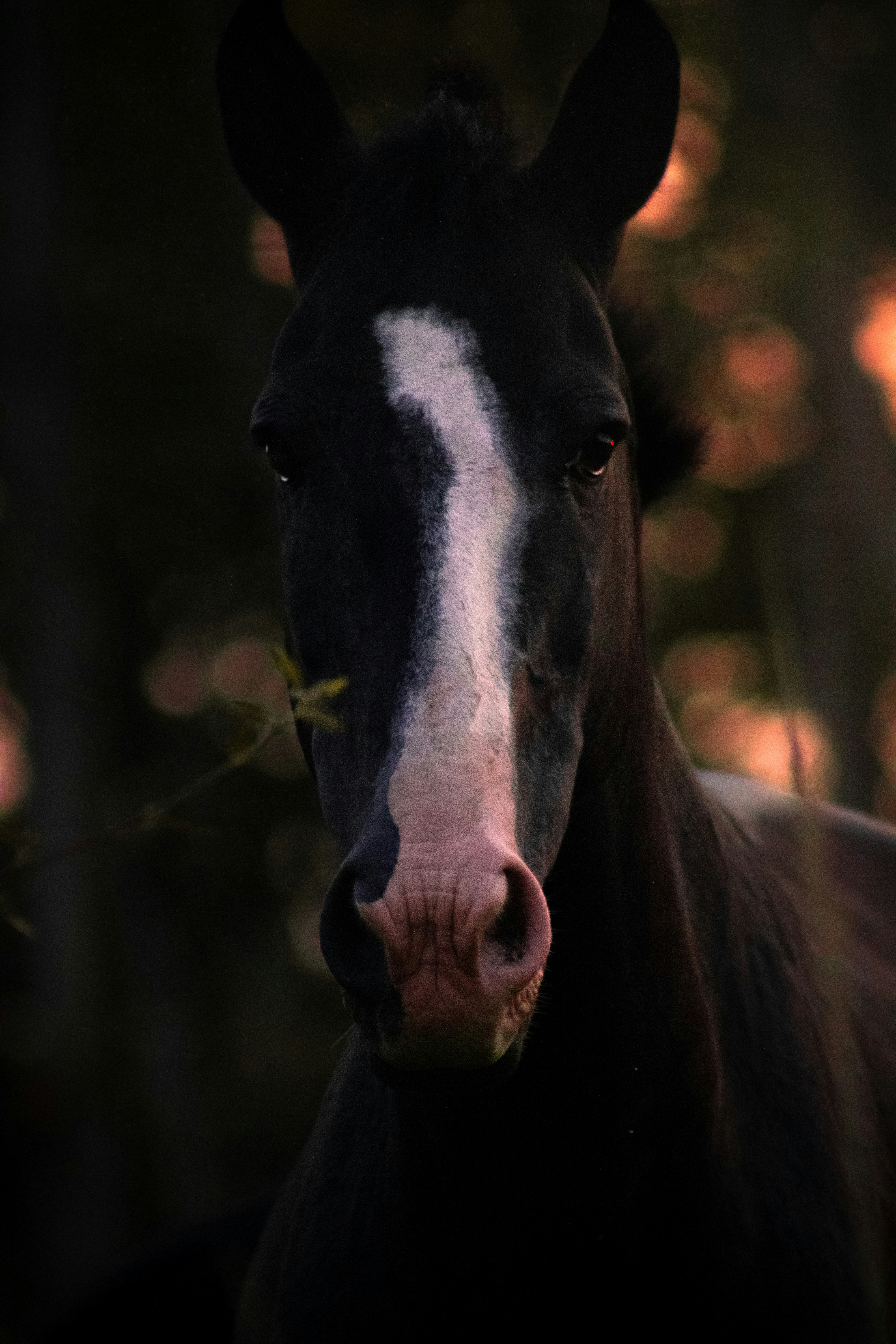 Nocturne with a White Blaze: A Close Portrait of a Dark-Hued Horse