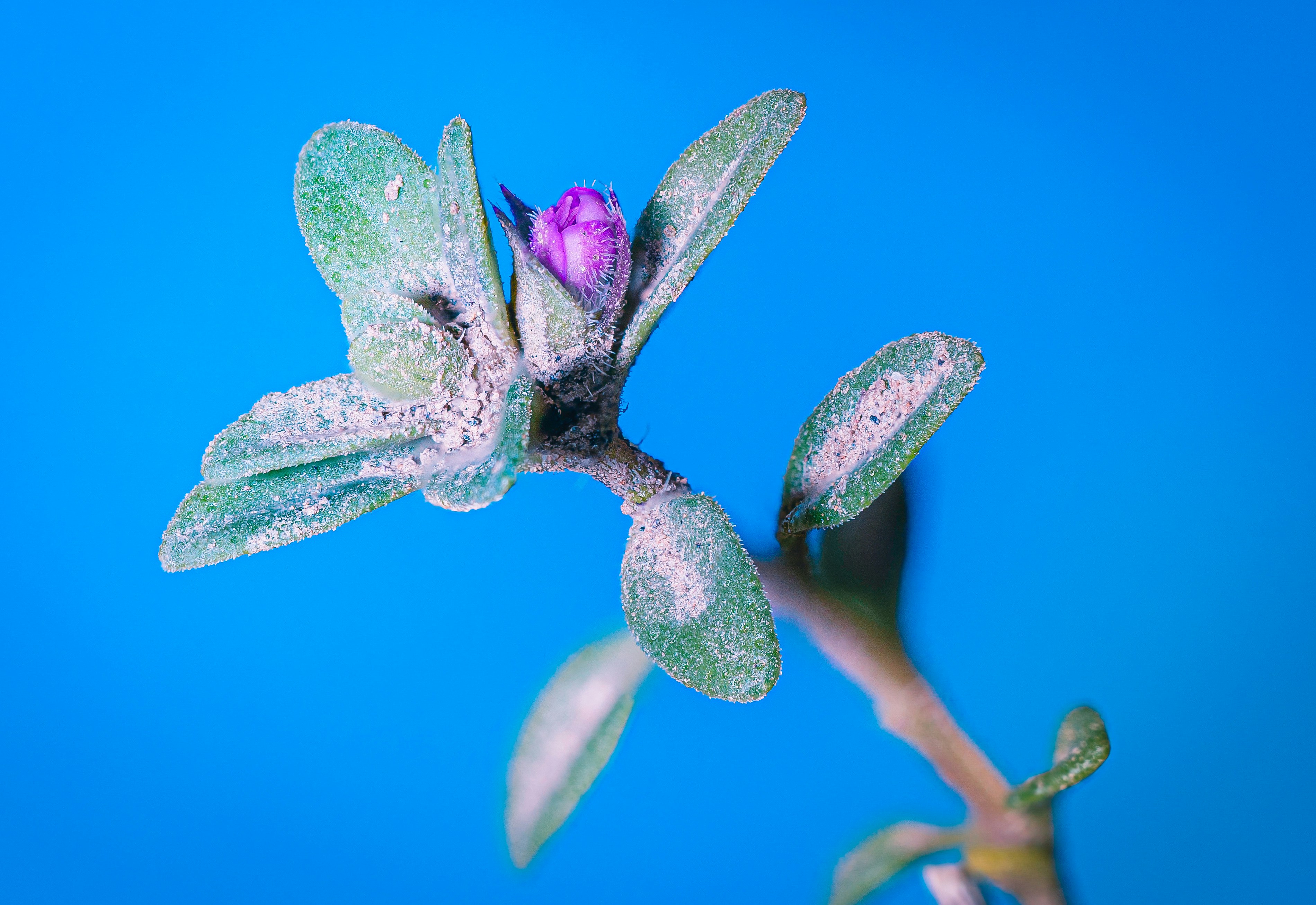 Frost-Dusted Violet: Close-Up of a Purple Bud Against Cerulean Blue