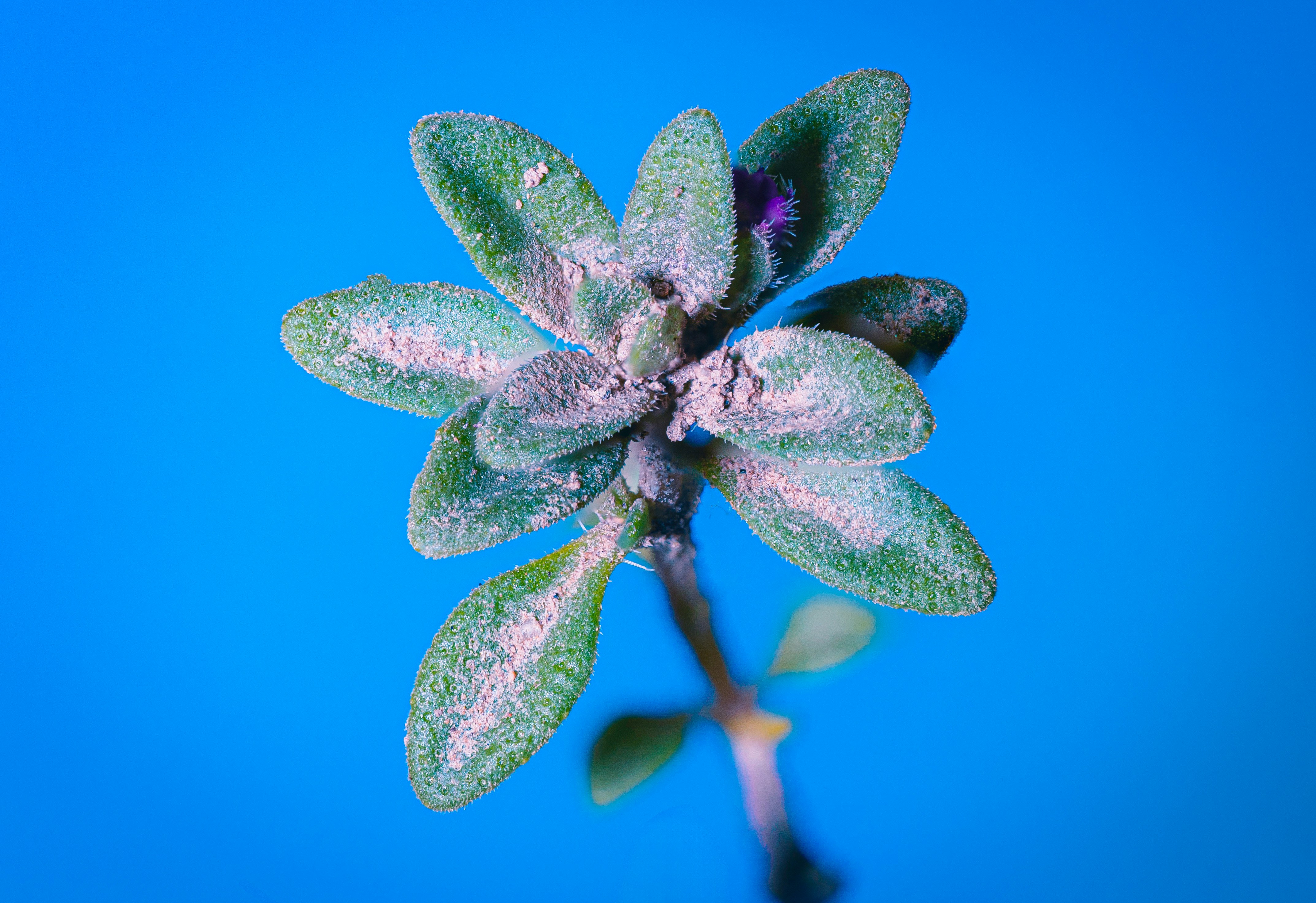 Frost-dusted succulent against a cobalt backdrop