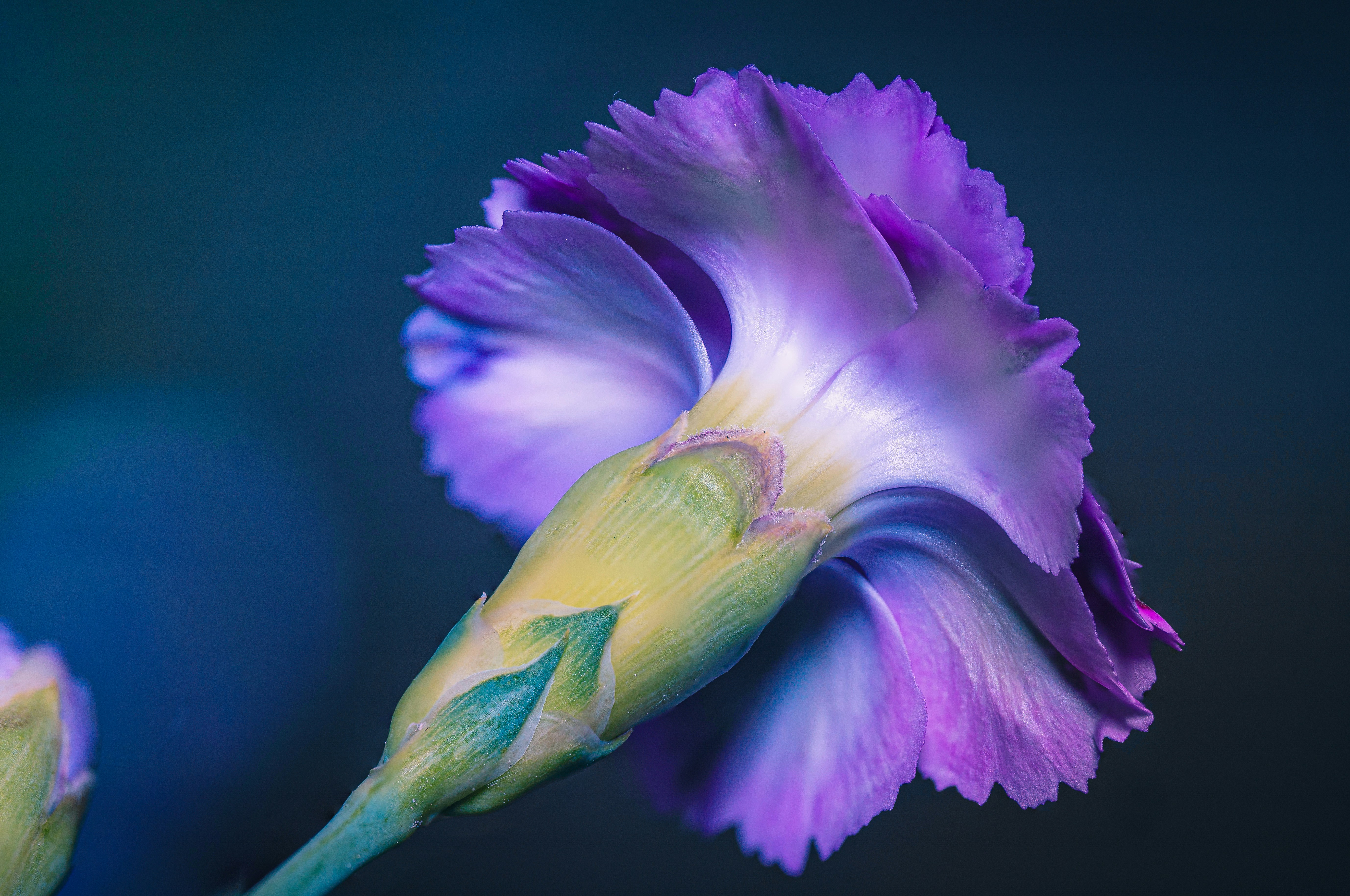 Frilled Violet on Velvet Blue: Macro Iris Close-Up