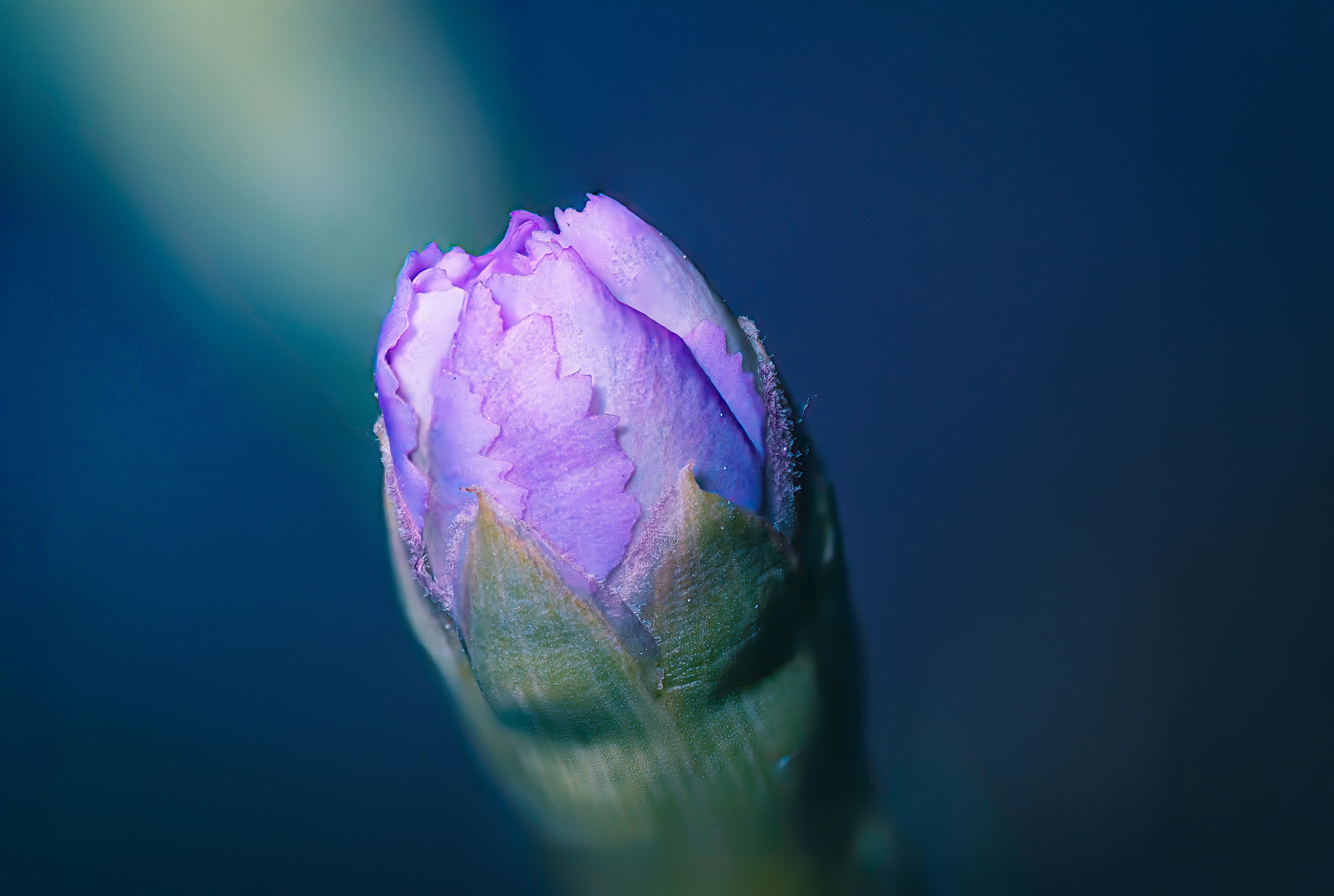 Close-up of a purple bud emerging from a dark blue backdrop