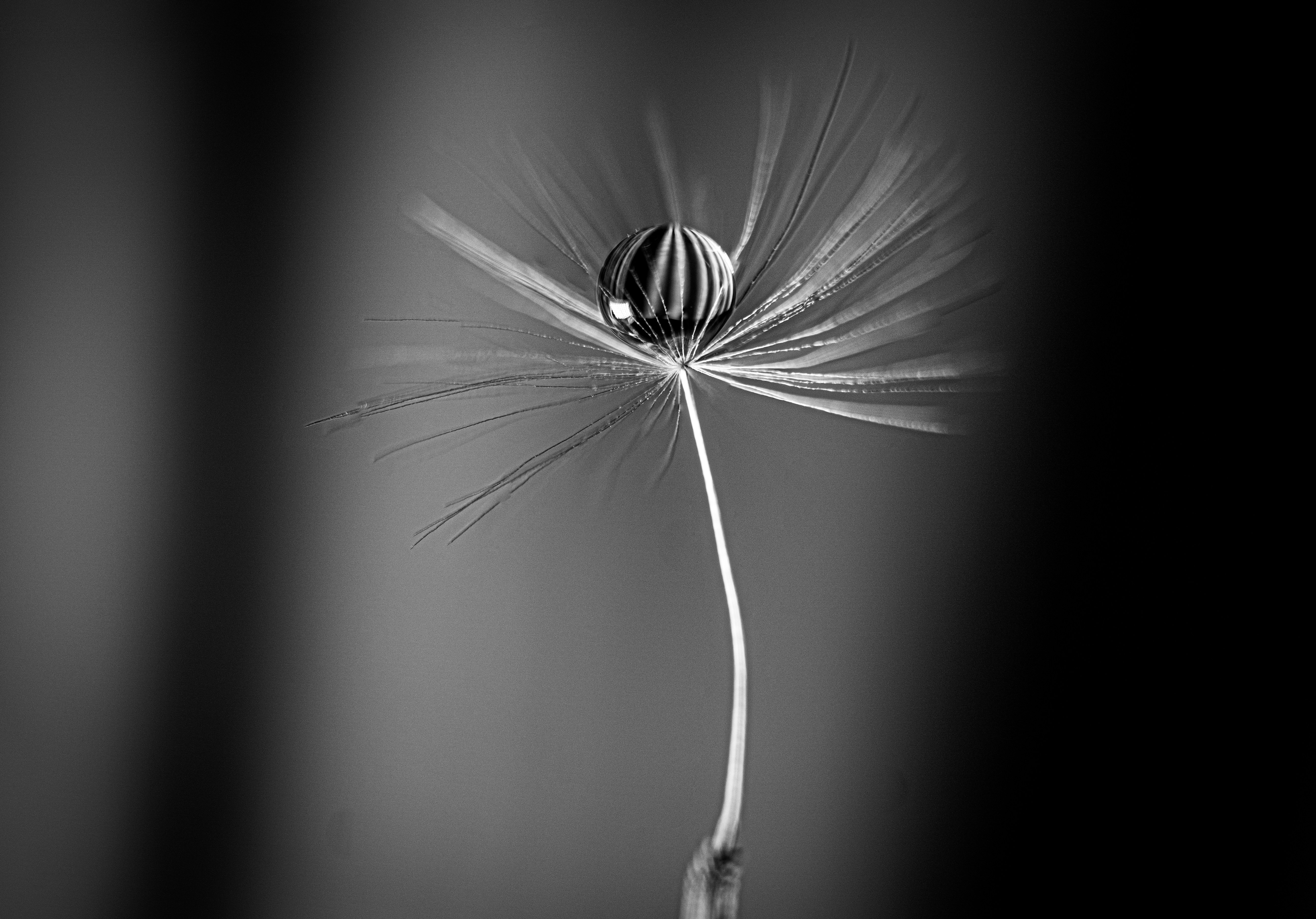 Mono Seed Crown: A Dandelion Seed with a Droplet in Focus