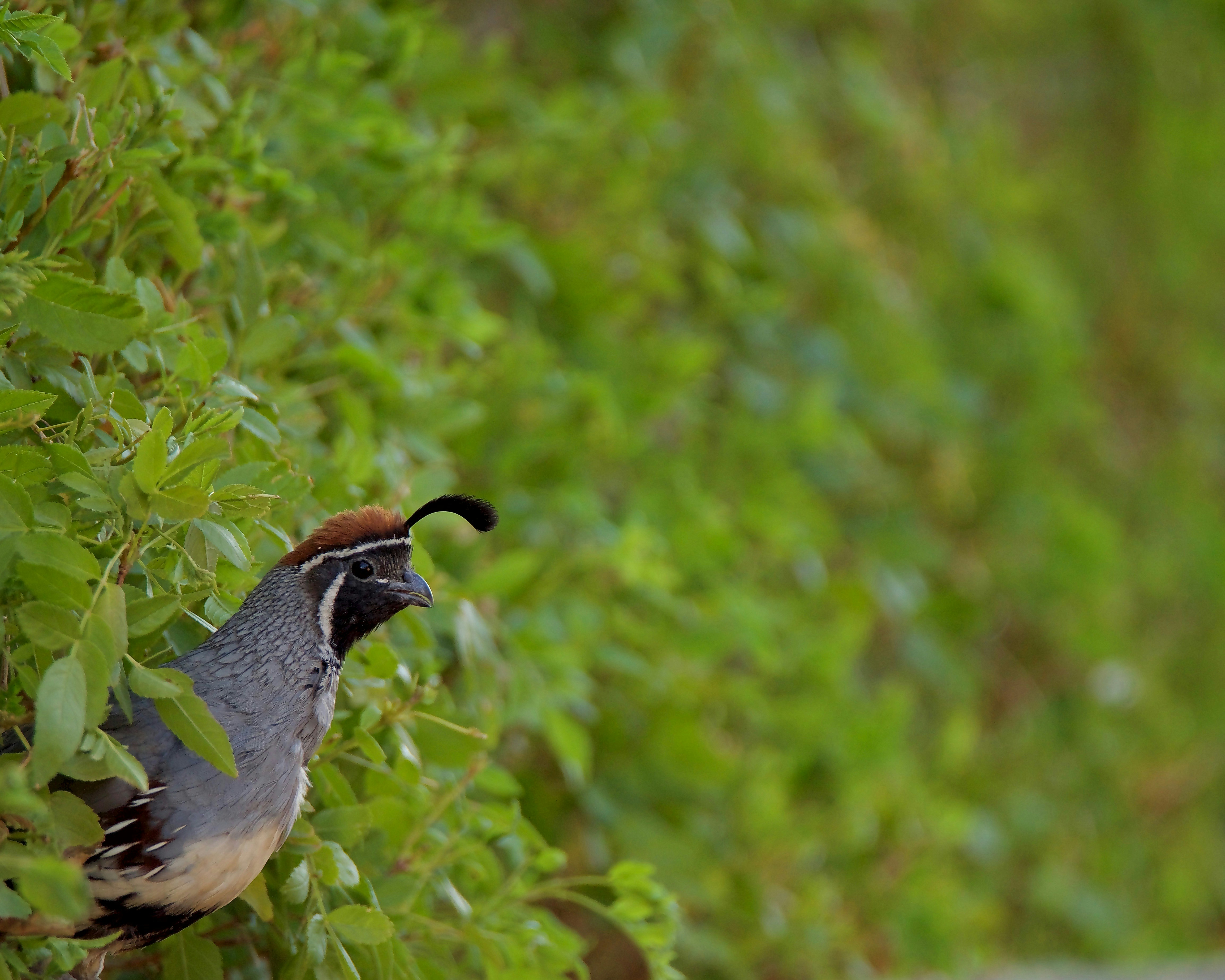 California Quail Pauses at the Edge of a Leafy Hedge