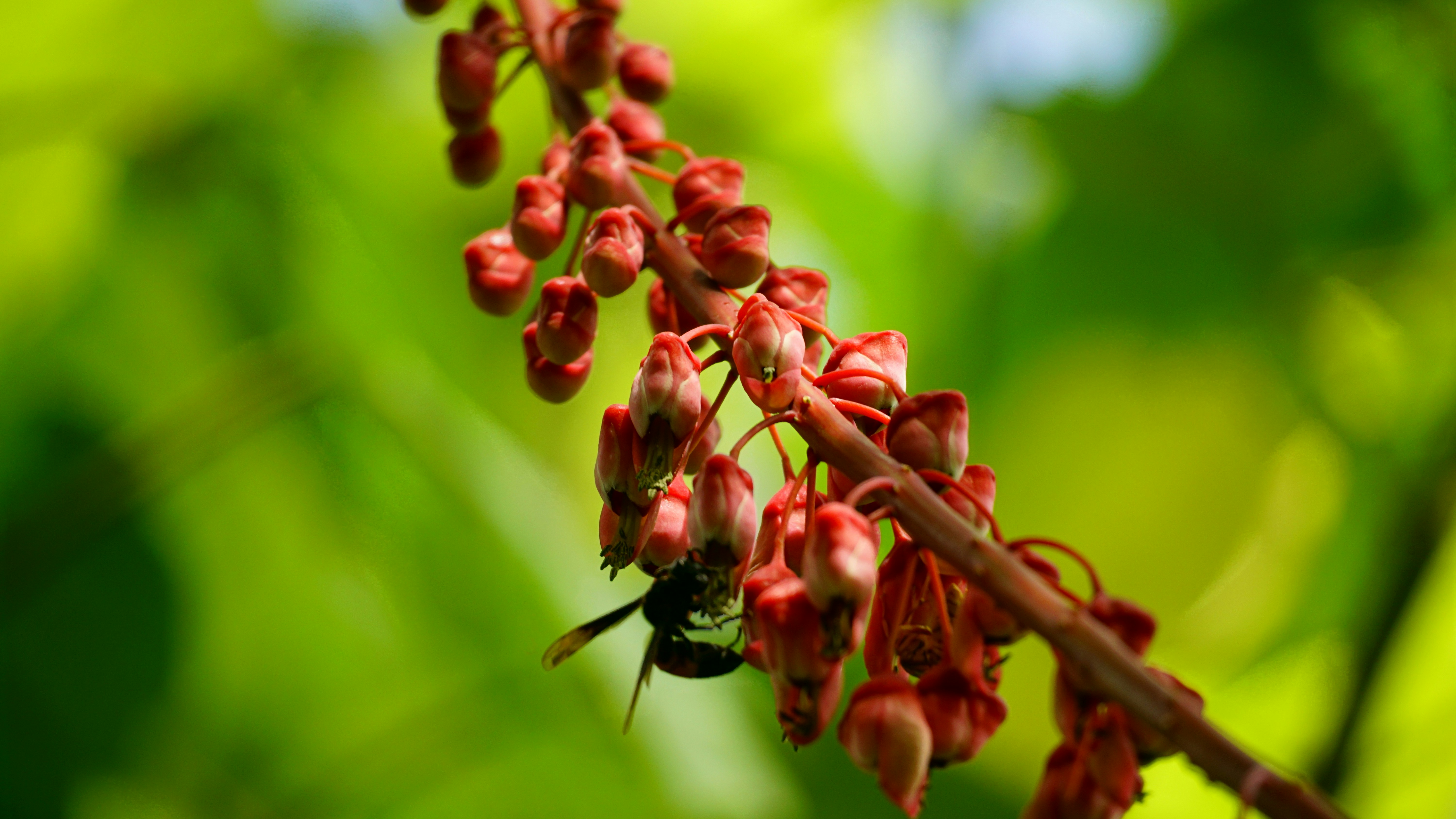 Crimson Buds on a Vivid Green Stem