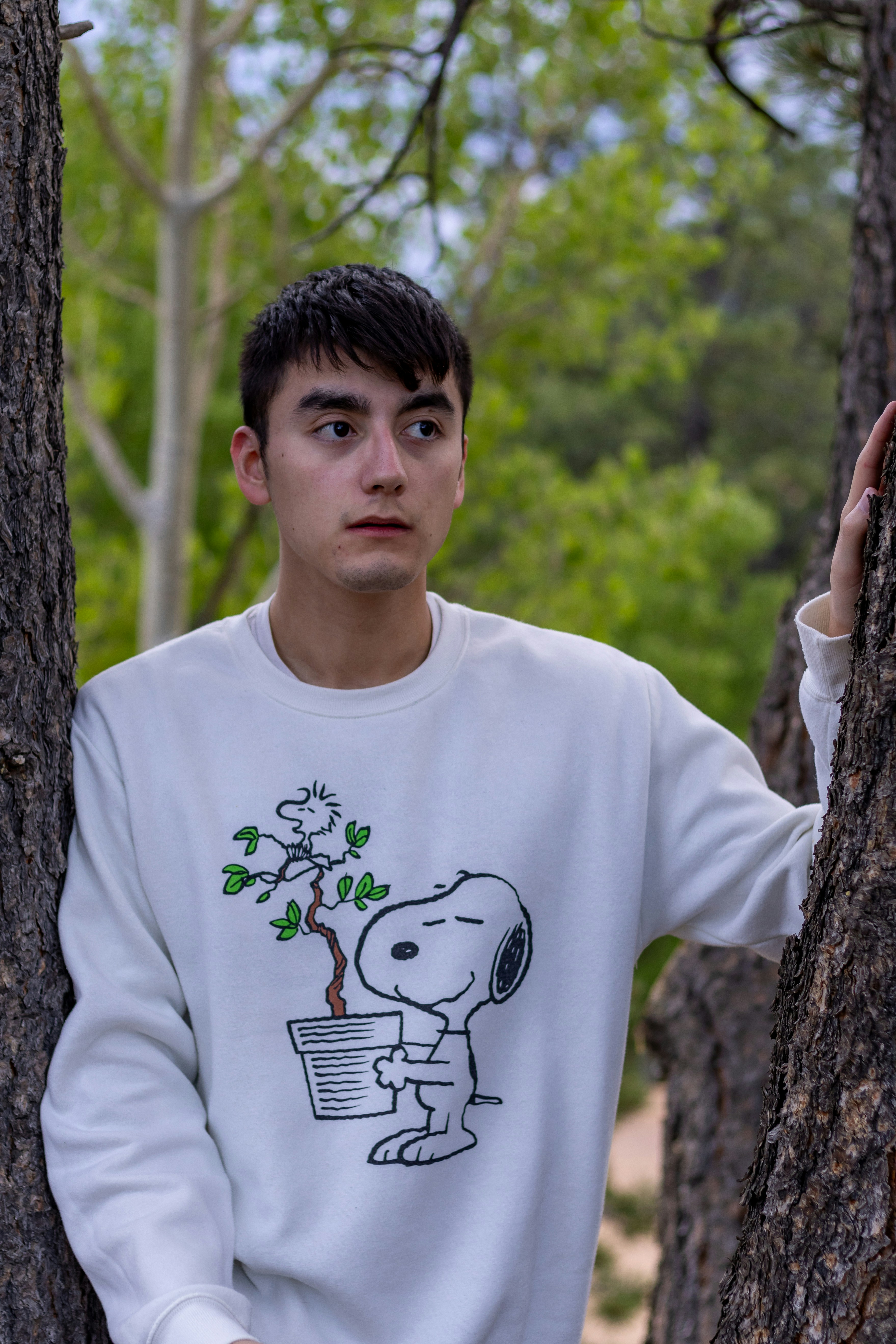 A man standing between two trees in a forest photo – Free Colorado ...