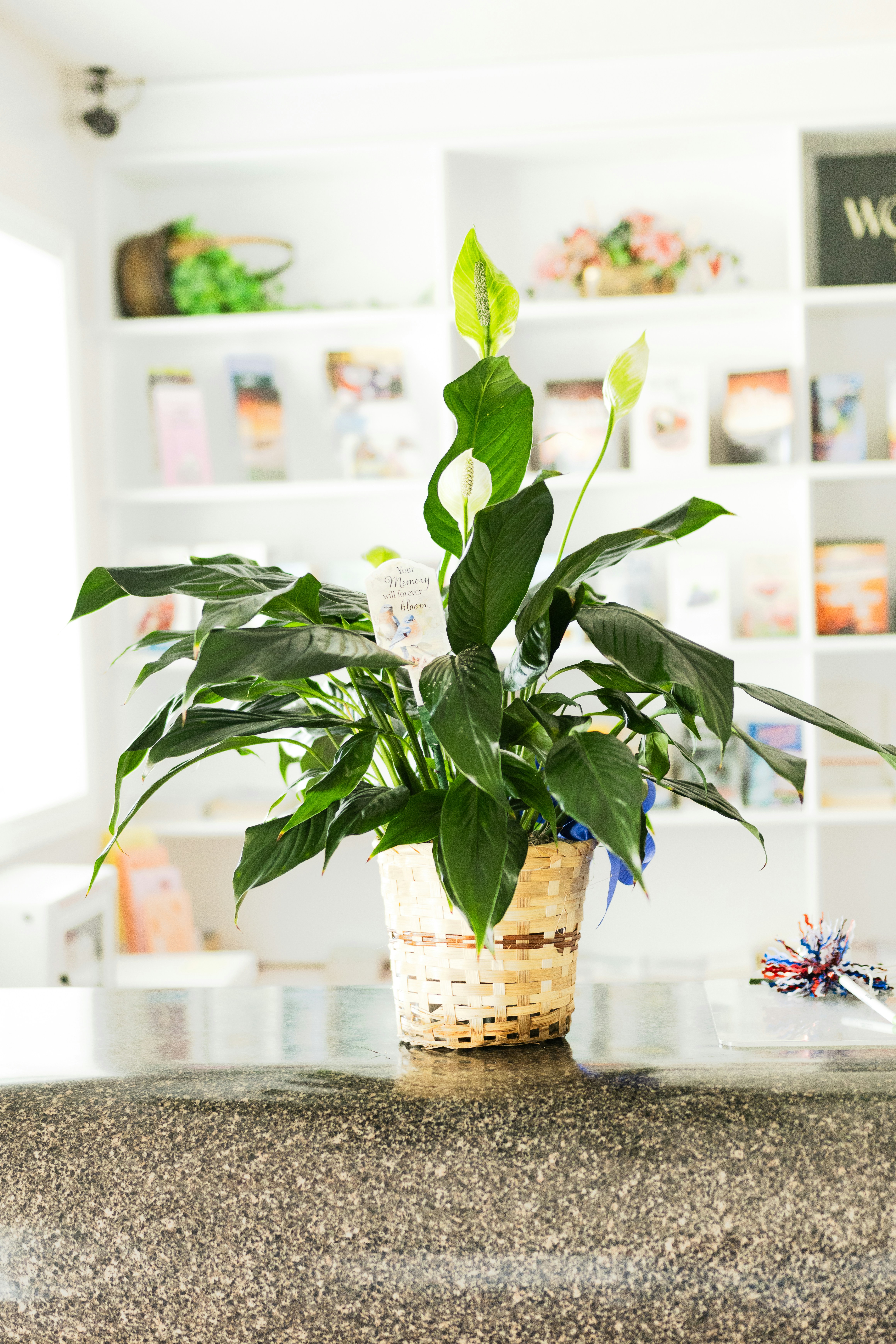 Lush Serenity: A Green Oasis in a Modern Space